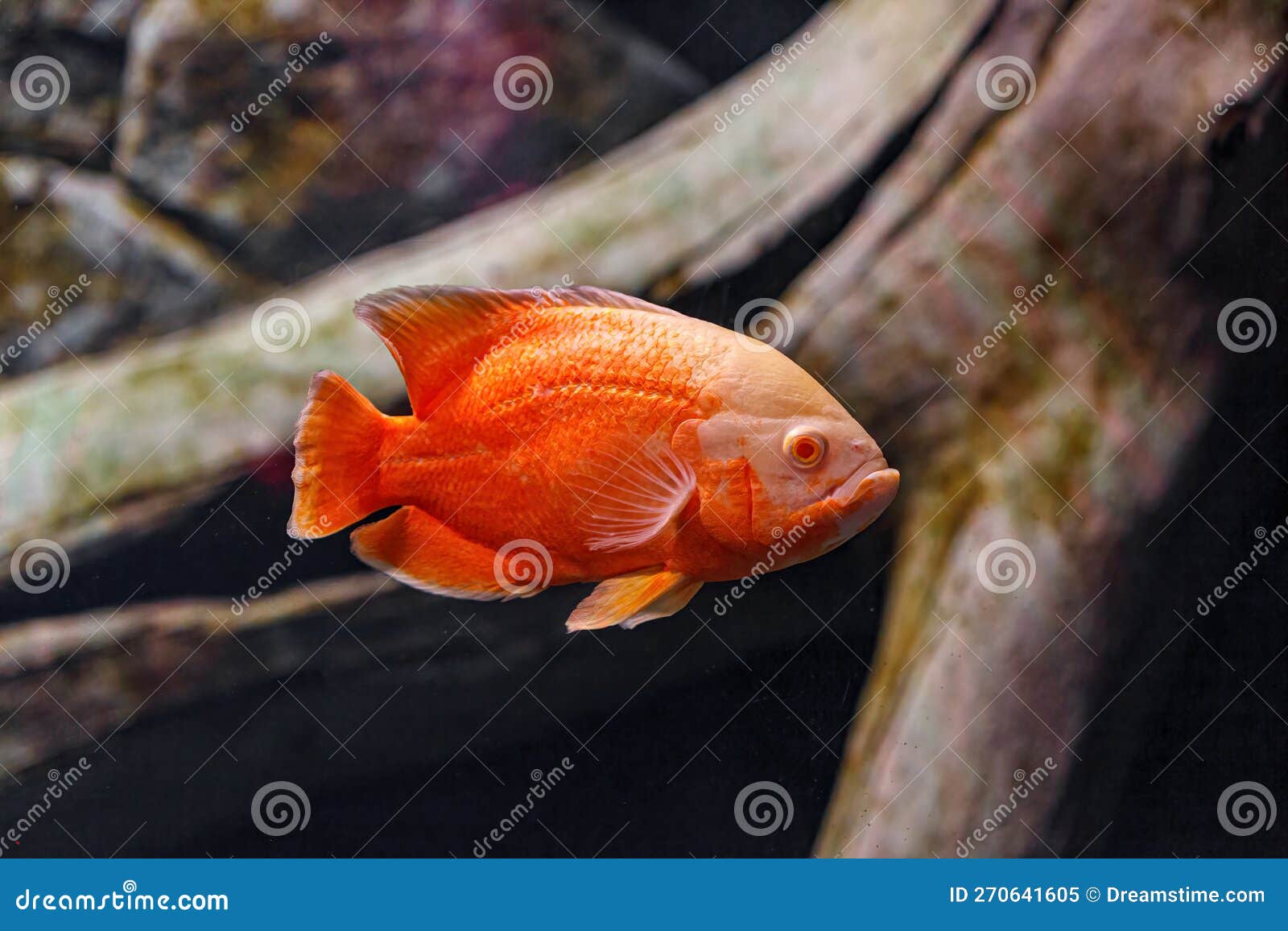 Underwater Photography of Oscar Fish (fish Stock Image - Image of fish ...