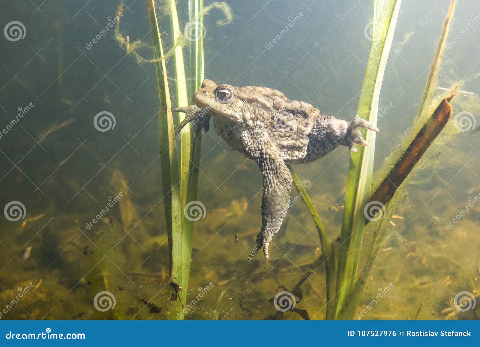 Common Toad Bufo Bufo Underwater Stock Photo - Image of amphibian ...