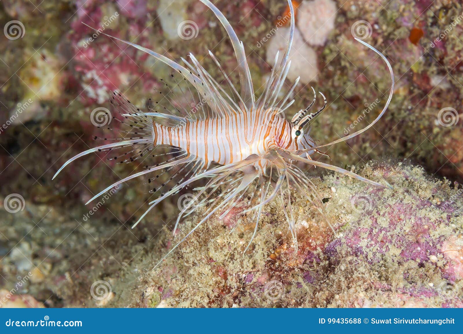 Pacific Lionfish Pterois Miles Stock Photo - Image of underwater, fish ...