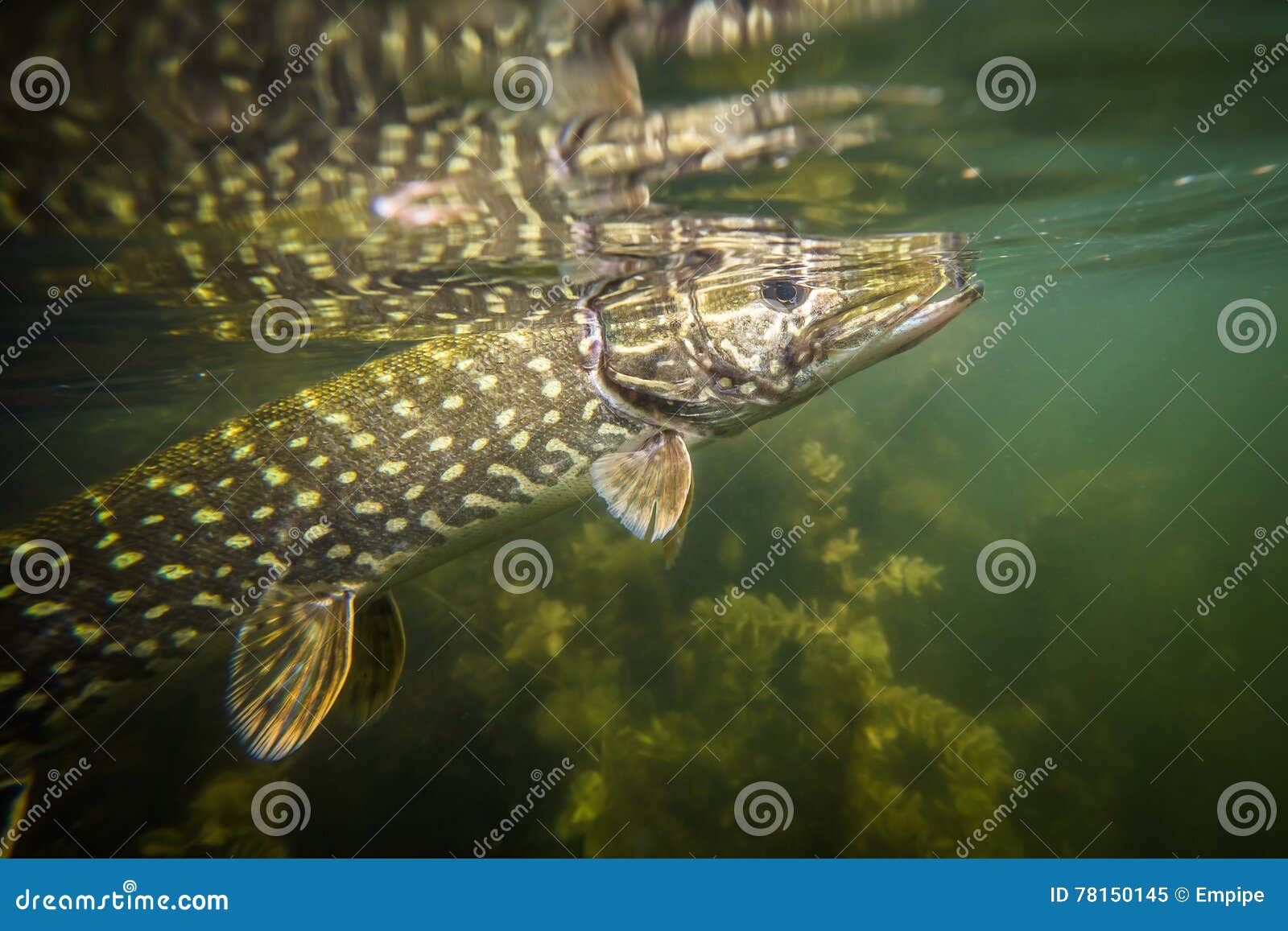 Underwater Pike stock image. Image of predator, river - 78150145