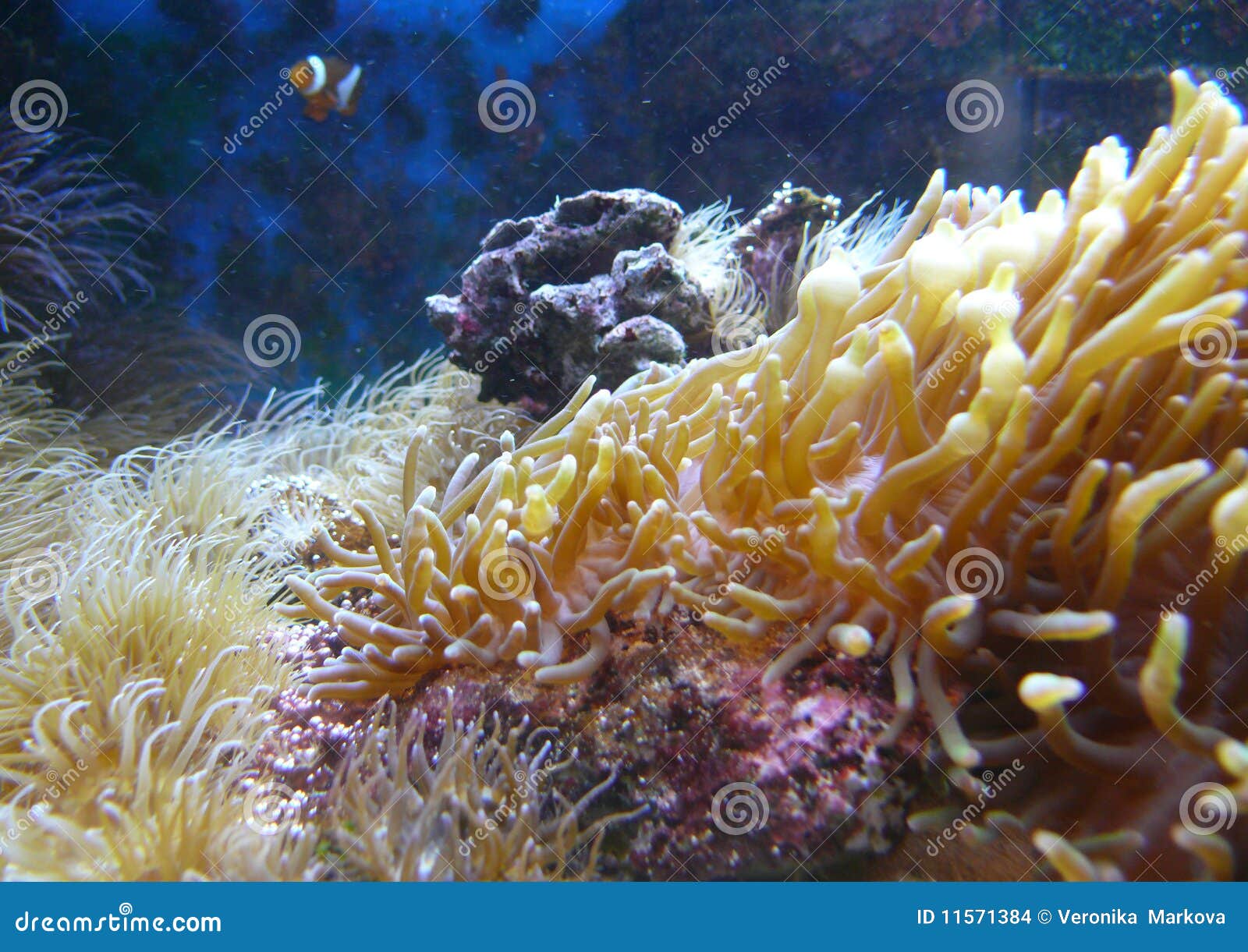 Underwater Sea Plants