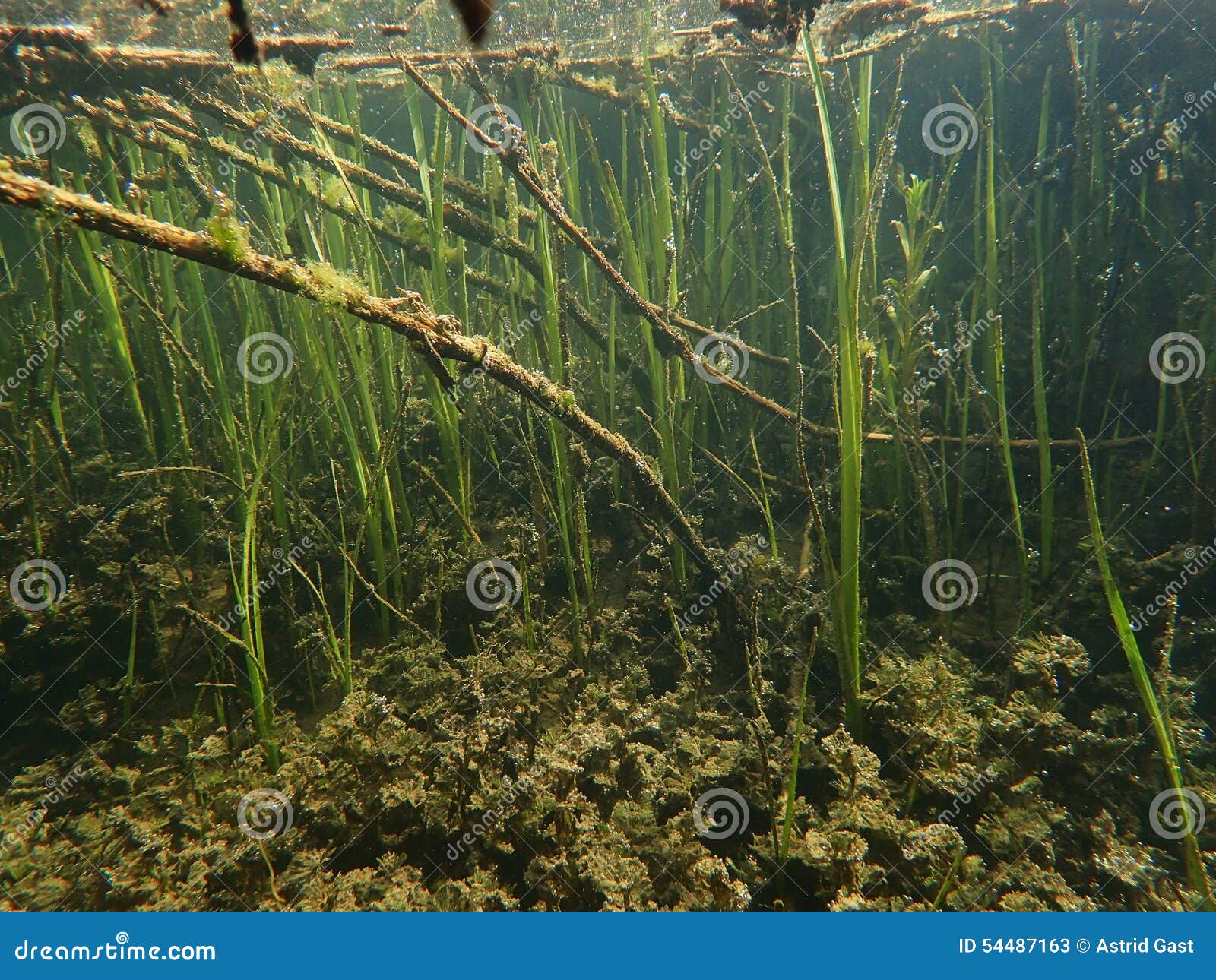 Underwater Plants Seaweed Fish Food For Background Royalty-Free Stock ...
