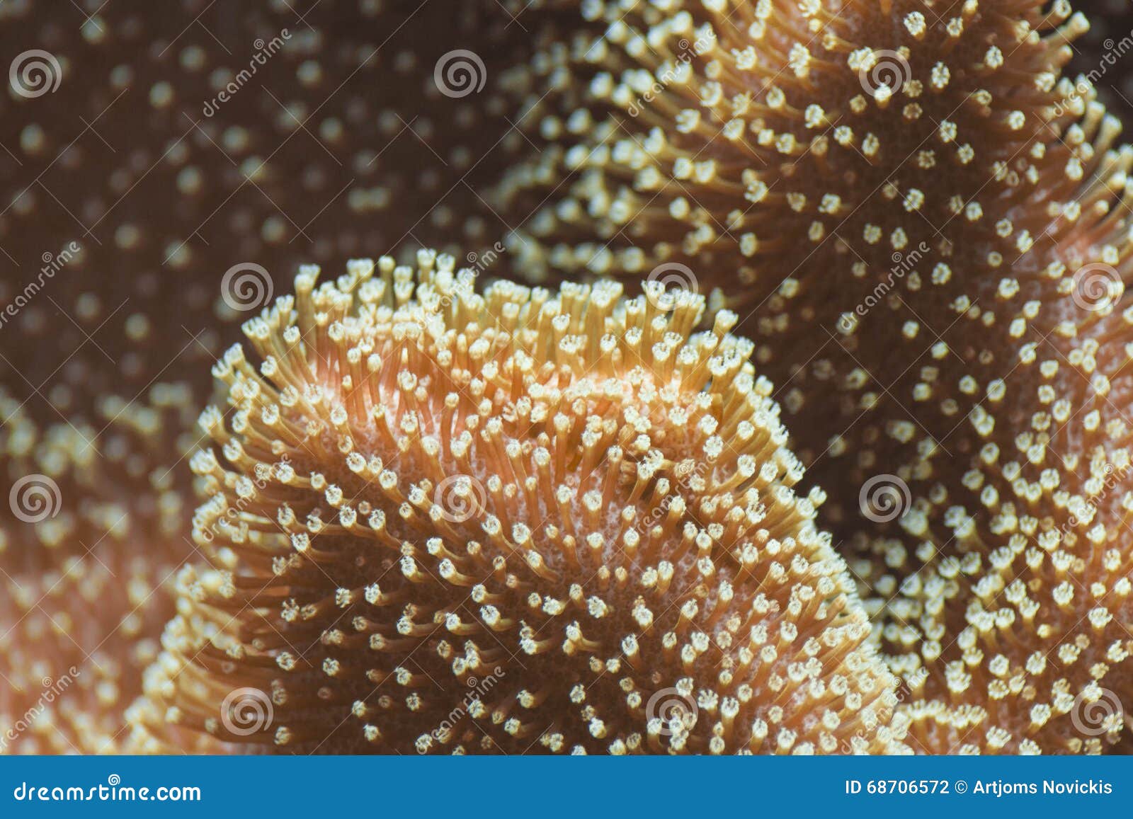 Underwater Polyp stock photo. Image of coral, lettuce - 68706572