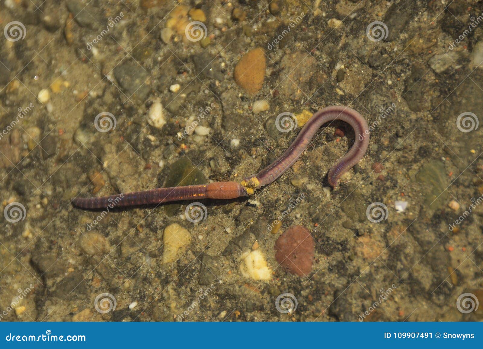 Rain Worm Stock Photography | CartoonDealer.com #10936568