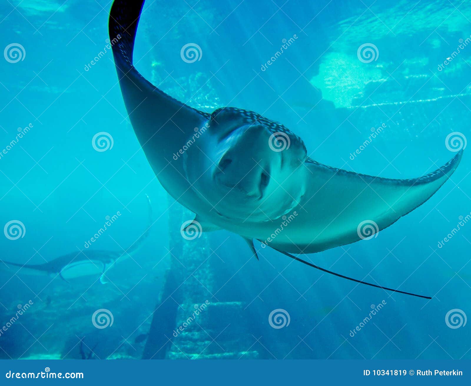 Underwater Ray in Aquarium stock image. Image of animal - 10341819