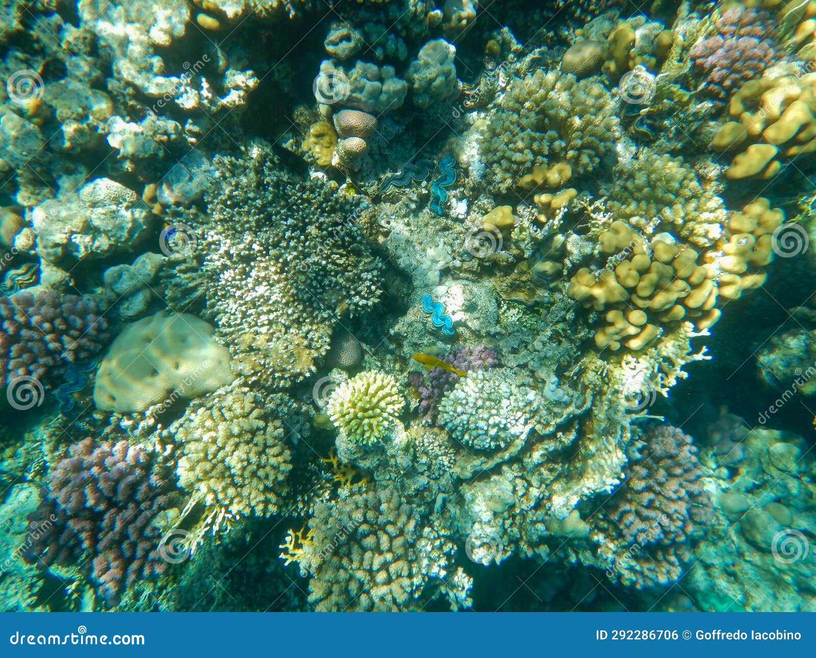 Underwater real life stock photo. Image of beauty, reef - 292286706