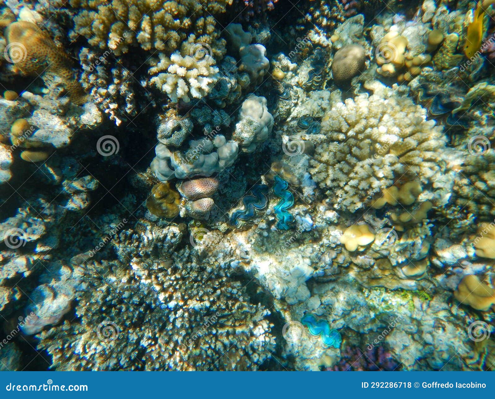 Underwater real life stock photo. Image of plankton - 292286718