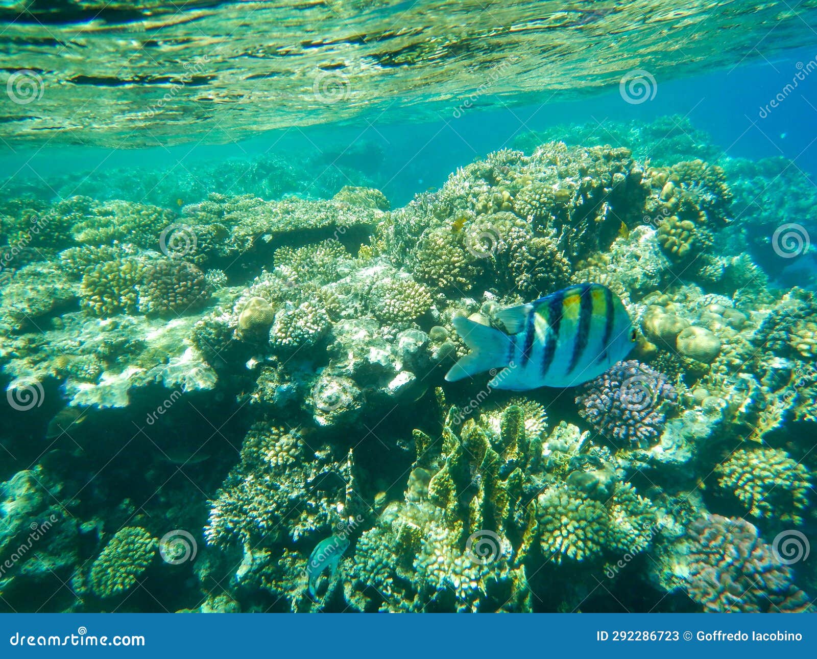 Underwater real life stock image. Image of great, undersea - 292286723