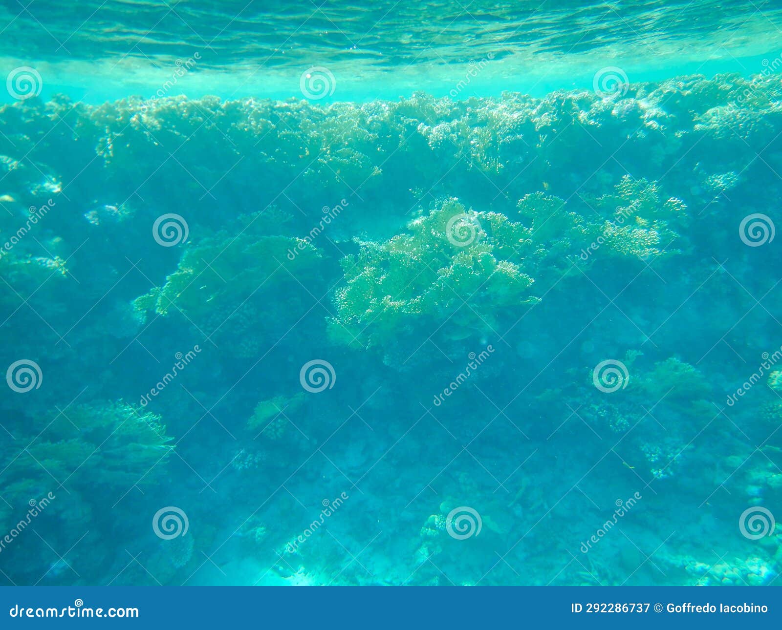 Underwater real life stock image. Image of coral, plankton - 292286737