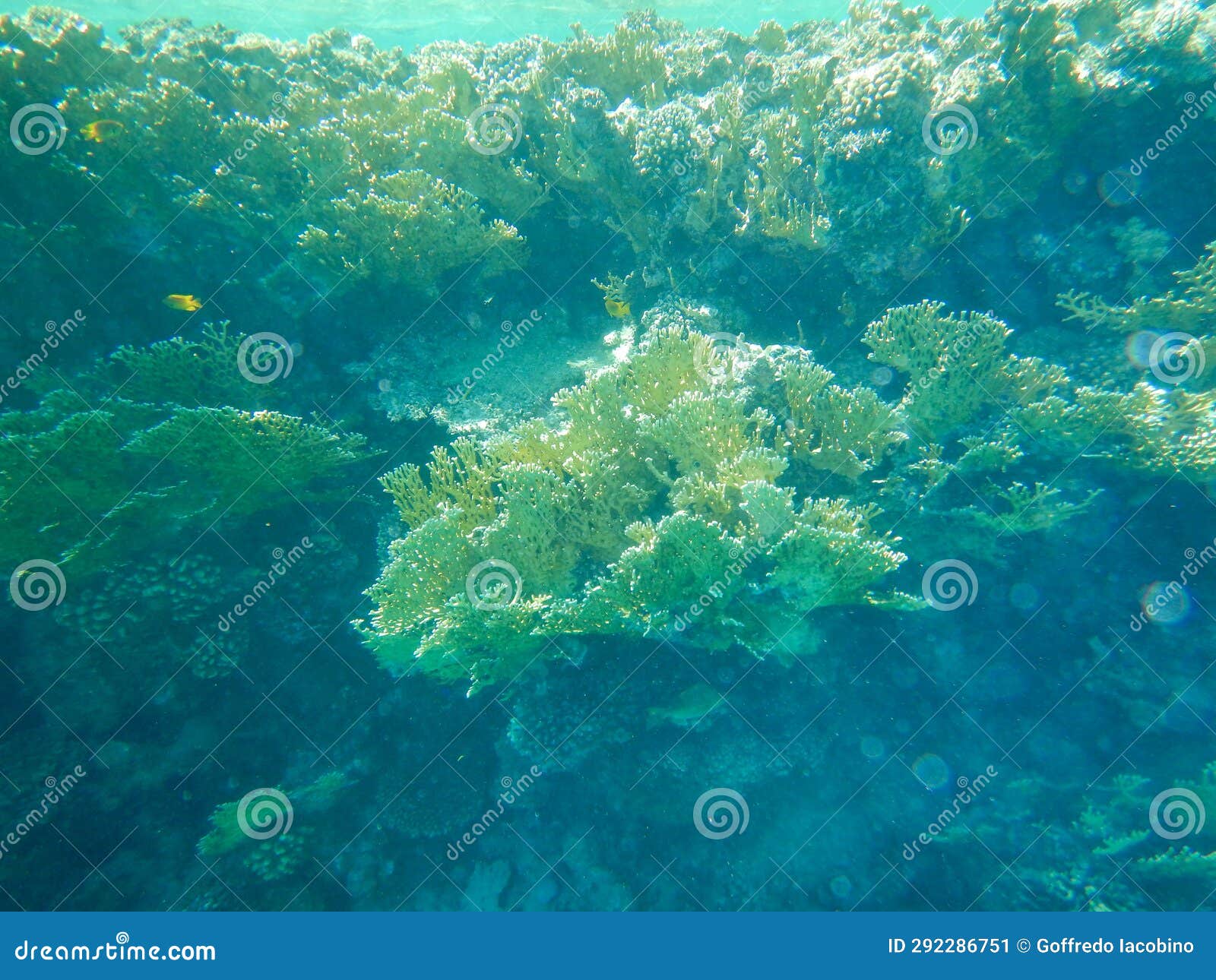 Underwater real life stock image. Image of life, reef - 292286751