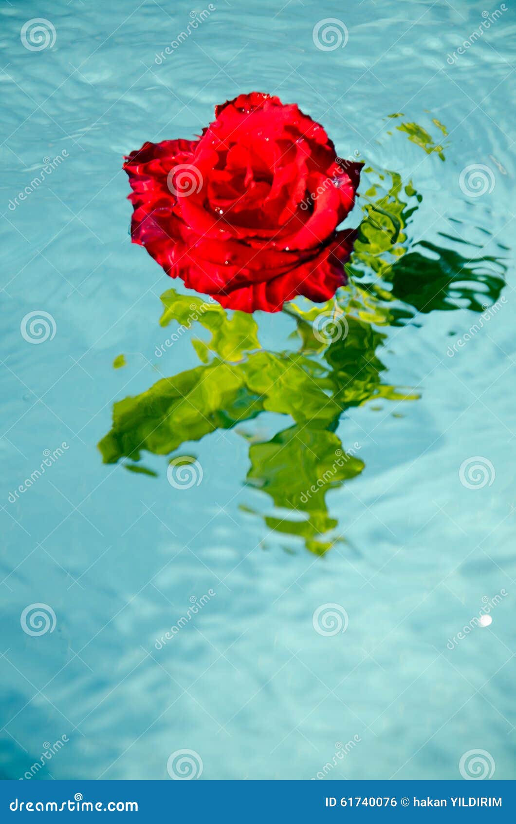 Underwater red rose stock photo. Image of flower, water - 61740076