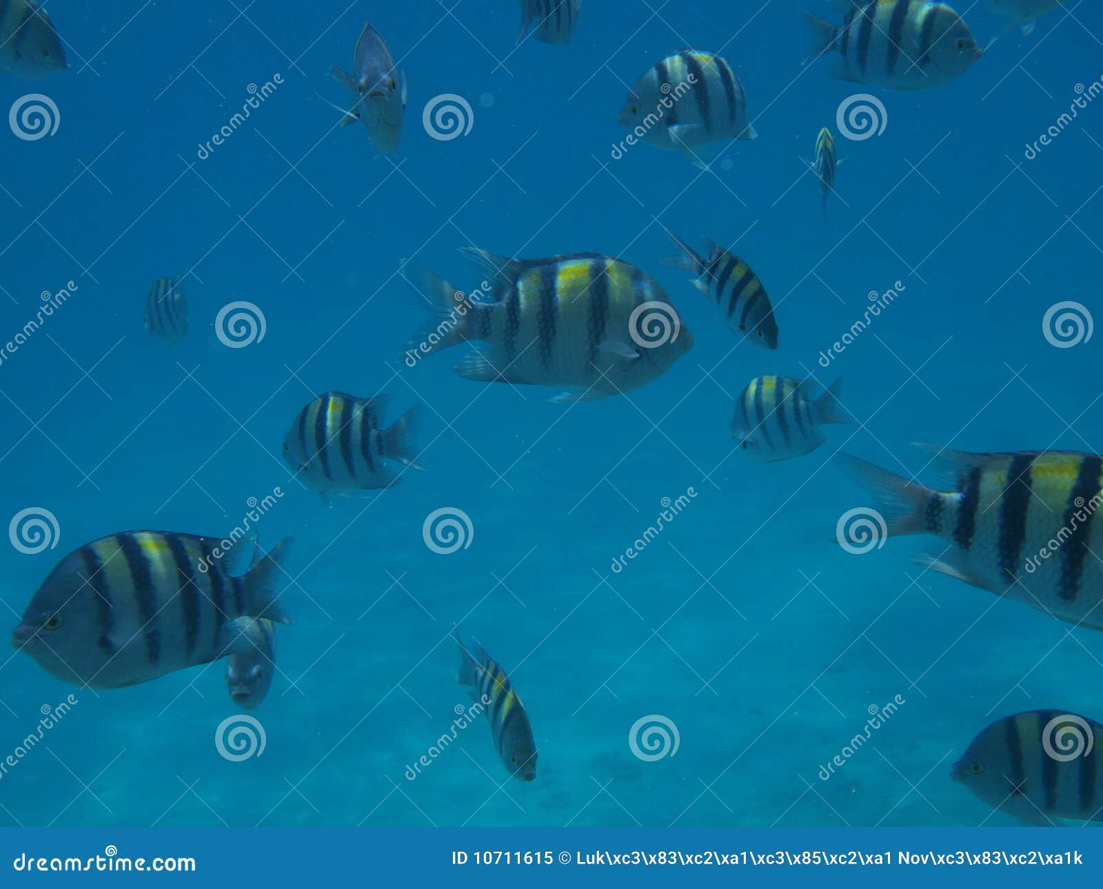 Underwater Red Sea Egypt Taba Fish Stock Image - Image of underwater ...