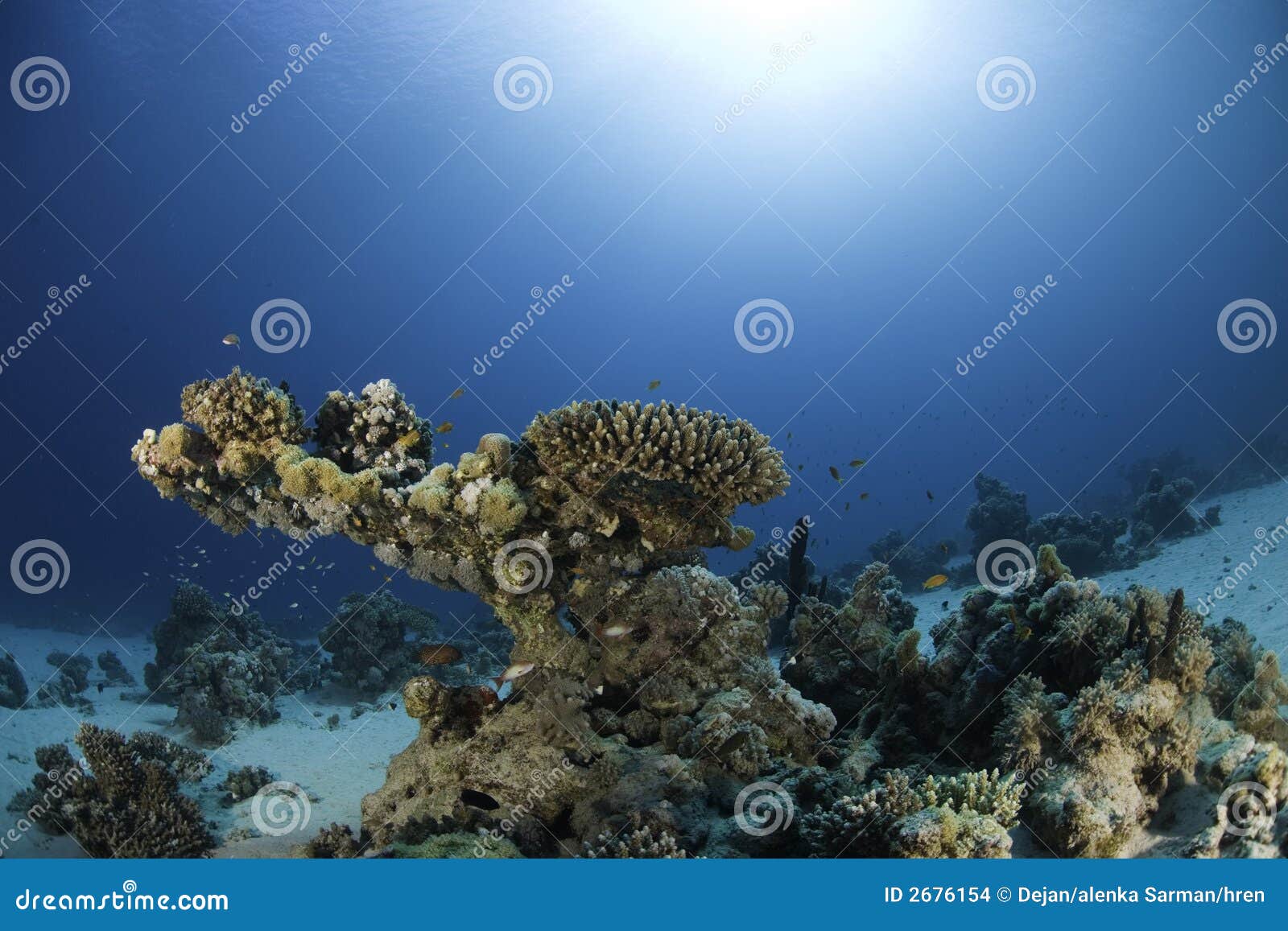 Underwater reef stock photo. Image of tropical, life, sport - 2676154