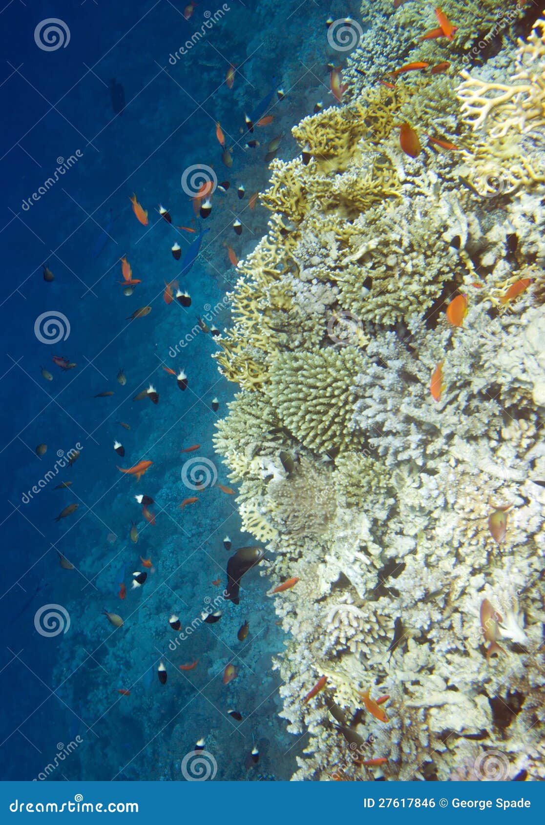 Underwater reef stock photo. Image of aquarium, reef - 27617846