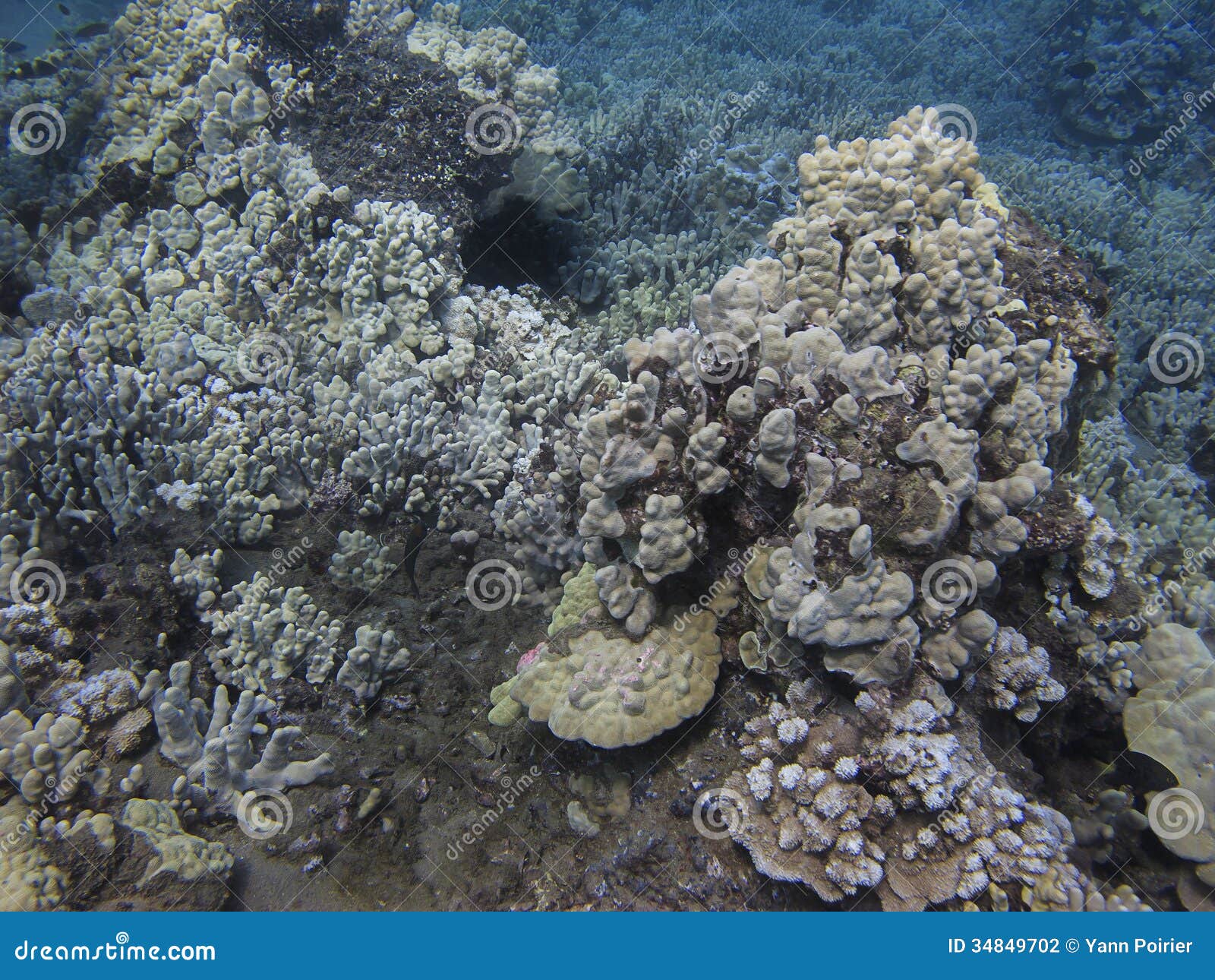 Underwater reef stock photo. Image of exotic, ecological - 34849702