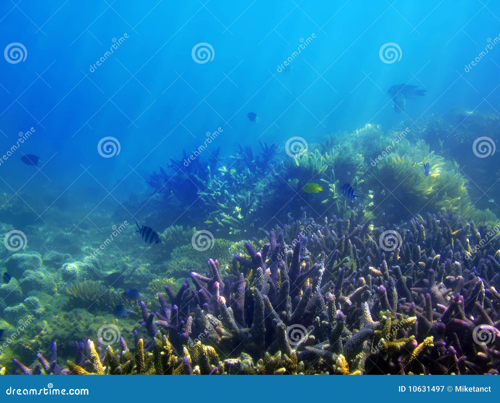 Underwater Reef Scene stock image. Image of aqua, blue - 10631497