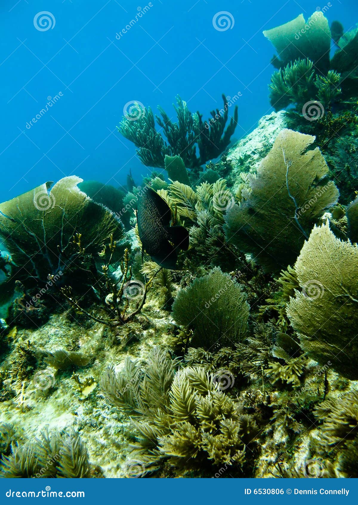 Underwater Reef and Sea Life Stock Photo - Image of growing, seaweed ...