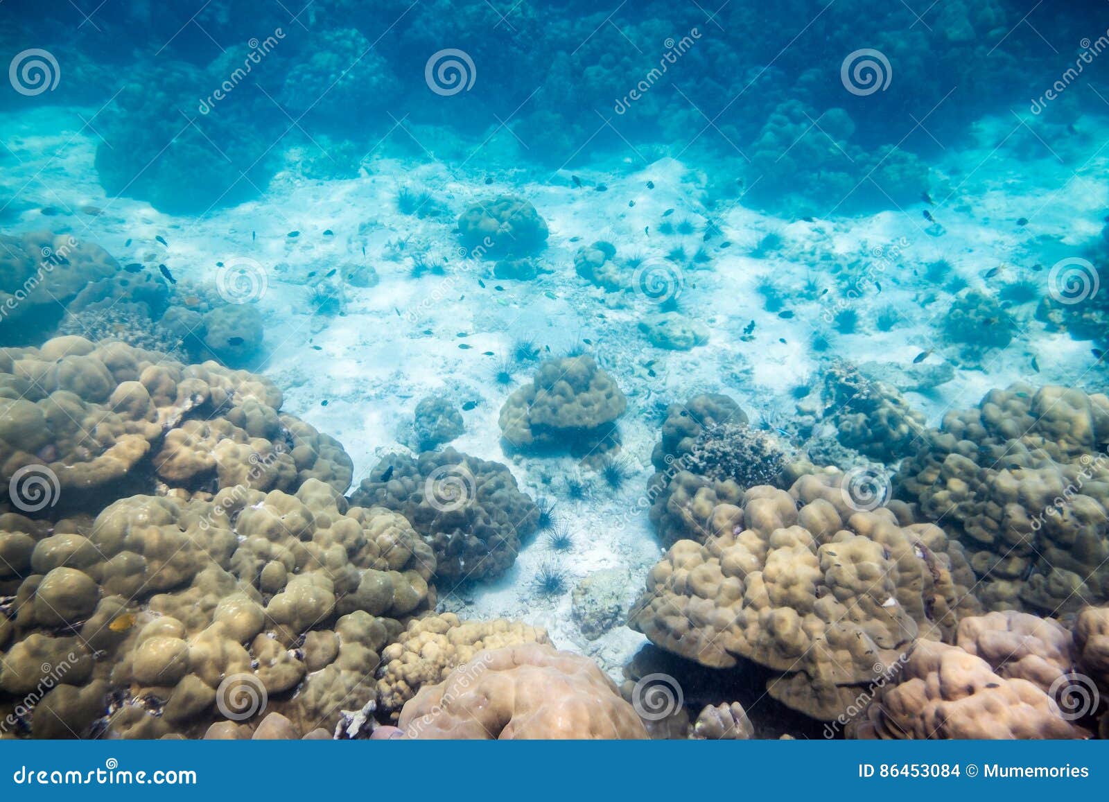 Underwater Reef Stone and Sea Life Stock Photo - Image of relaxation ...