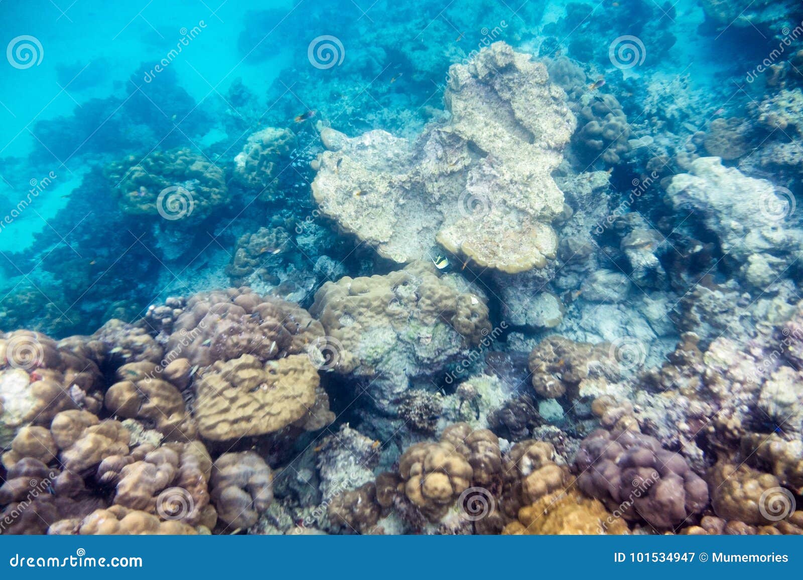Underwater Reef Stone and Sea Life in Ocean Stock Image - Image of rock ...
