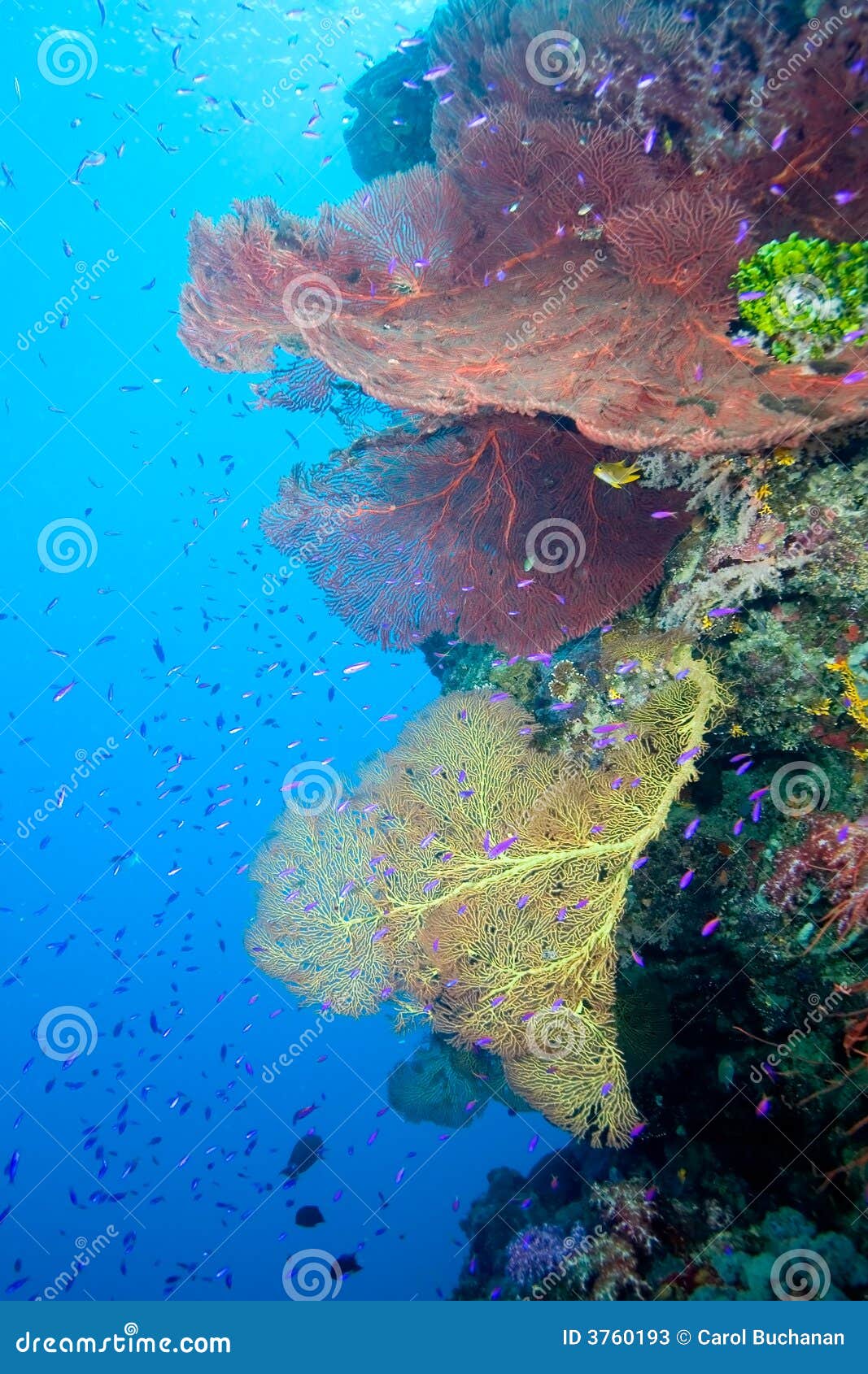 Reefscape Stock Photography | CartoonDealer.com #48141566