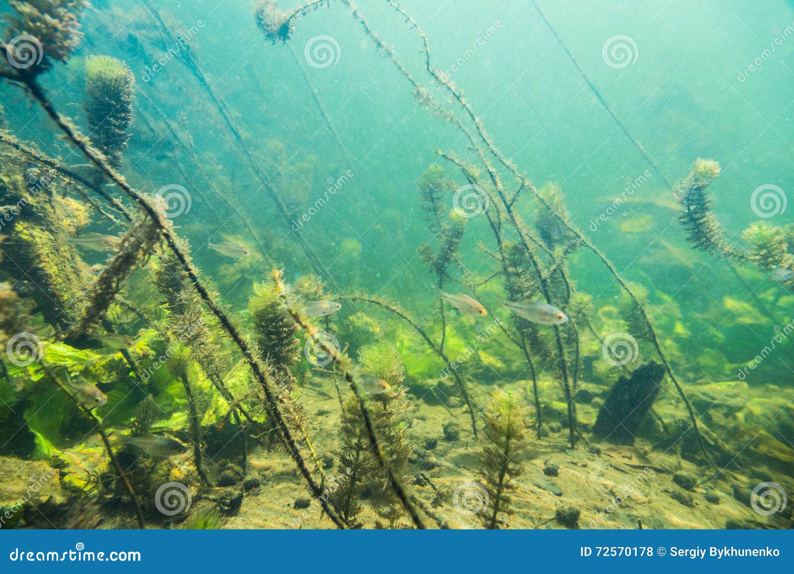 Underwater River Fish