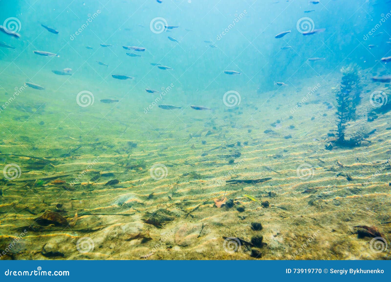 Underwater River Landscape with Little Fish Stock Photo - Image of leaf ...