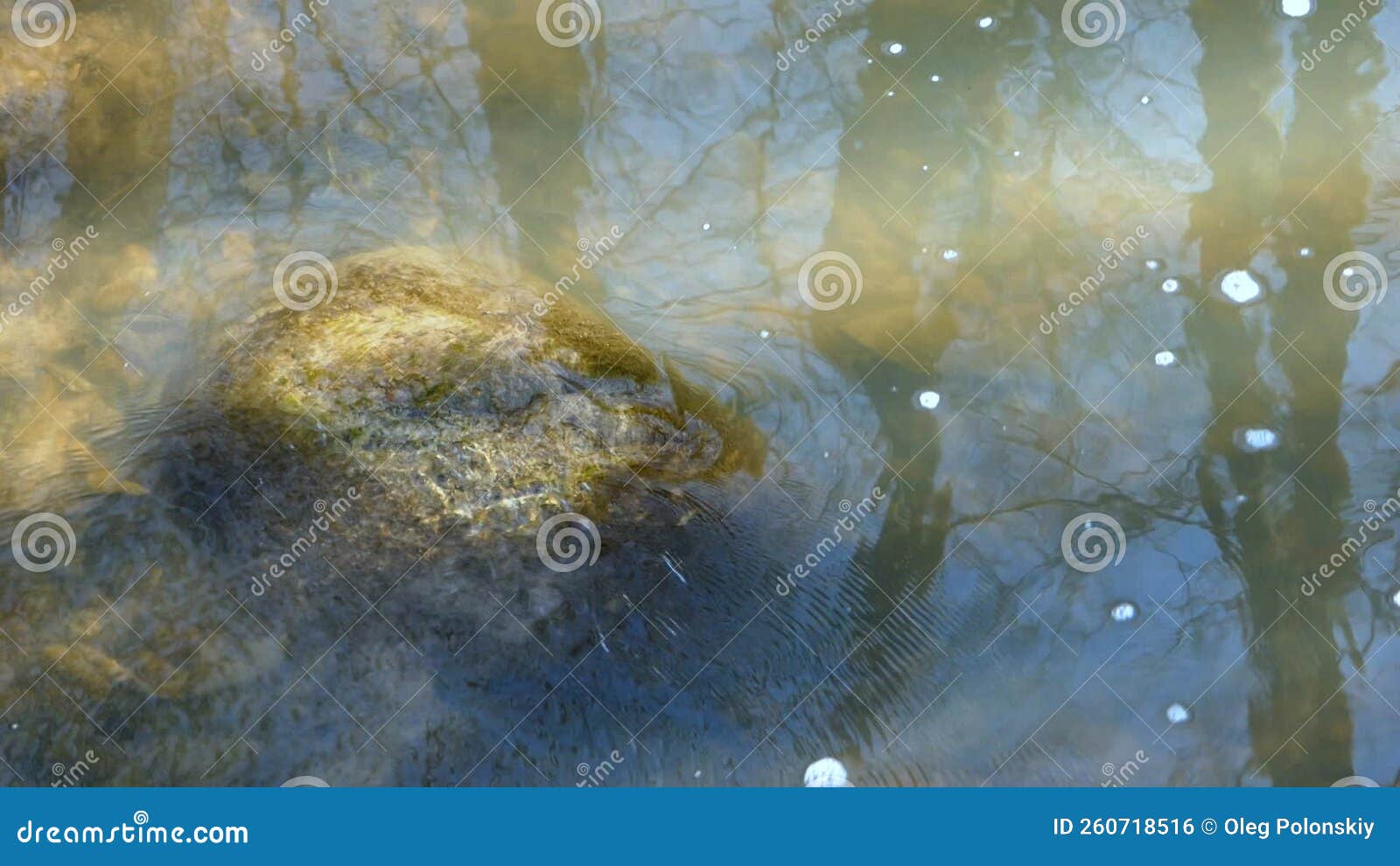 Underwater River Landscape with a Muddy Bottom. Stock Footage - Video ...