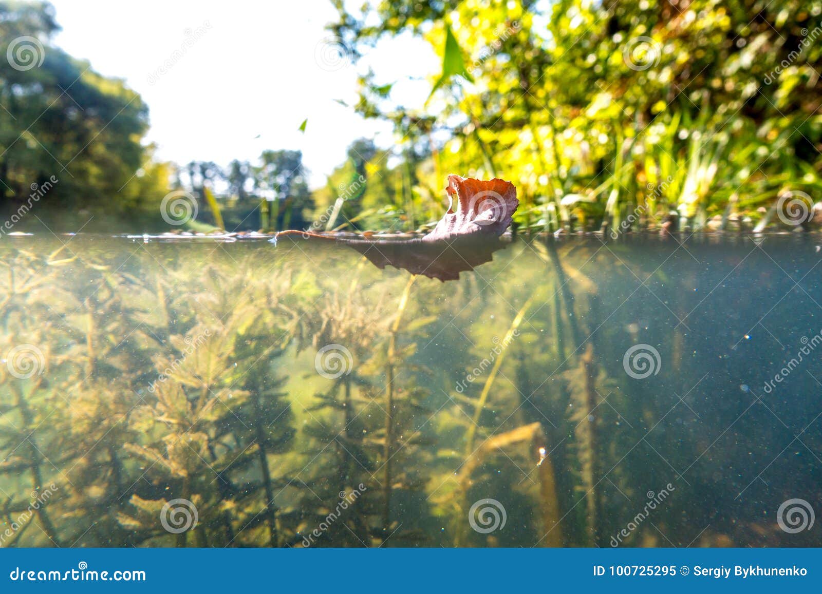Underwater River Landscape with Reed and Forest Above Water Stock Image ...