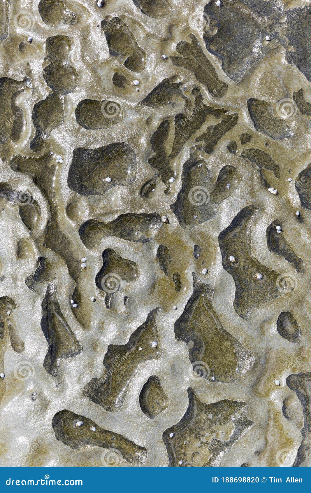 Underwater Rock Texture with Random Squiggle Shapes Formed Over ...