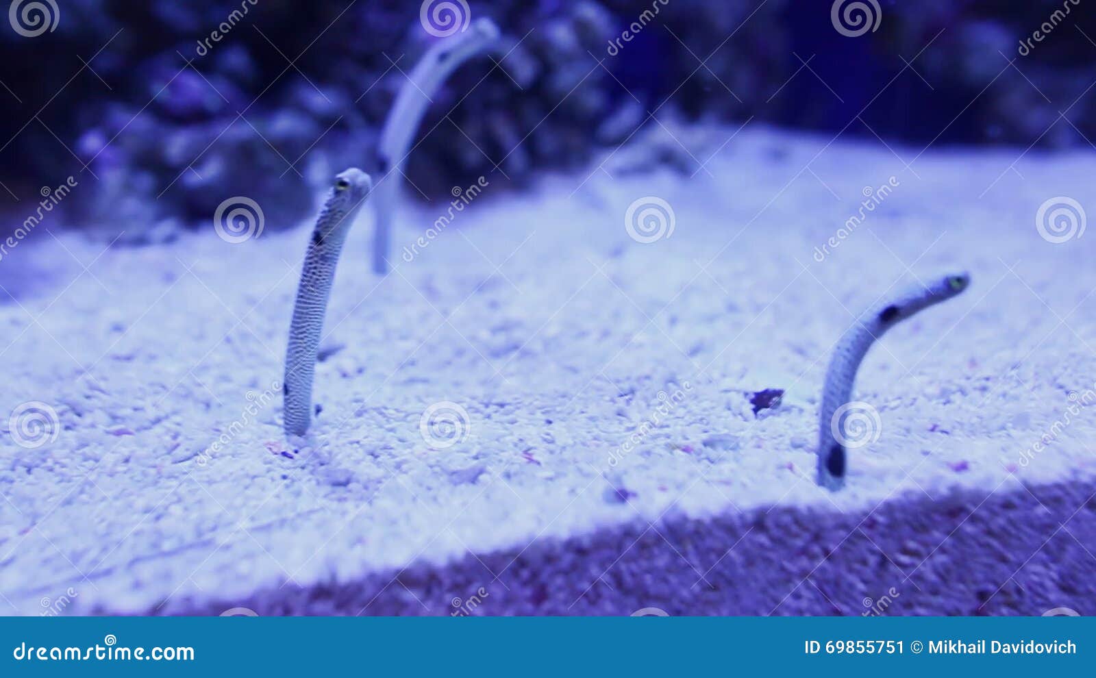 Underwater Sand Worm Yellow Striped Stock Video - Video of worms, floor ...