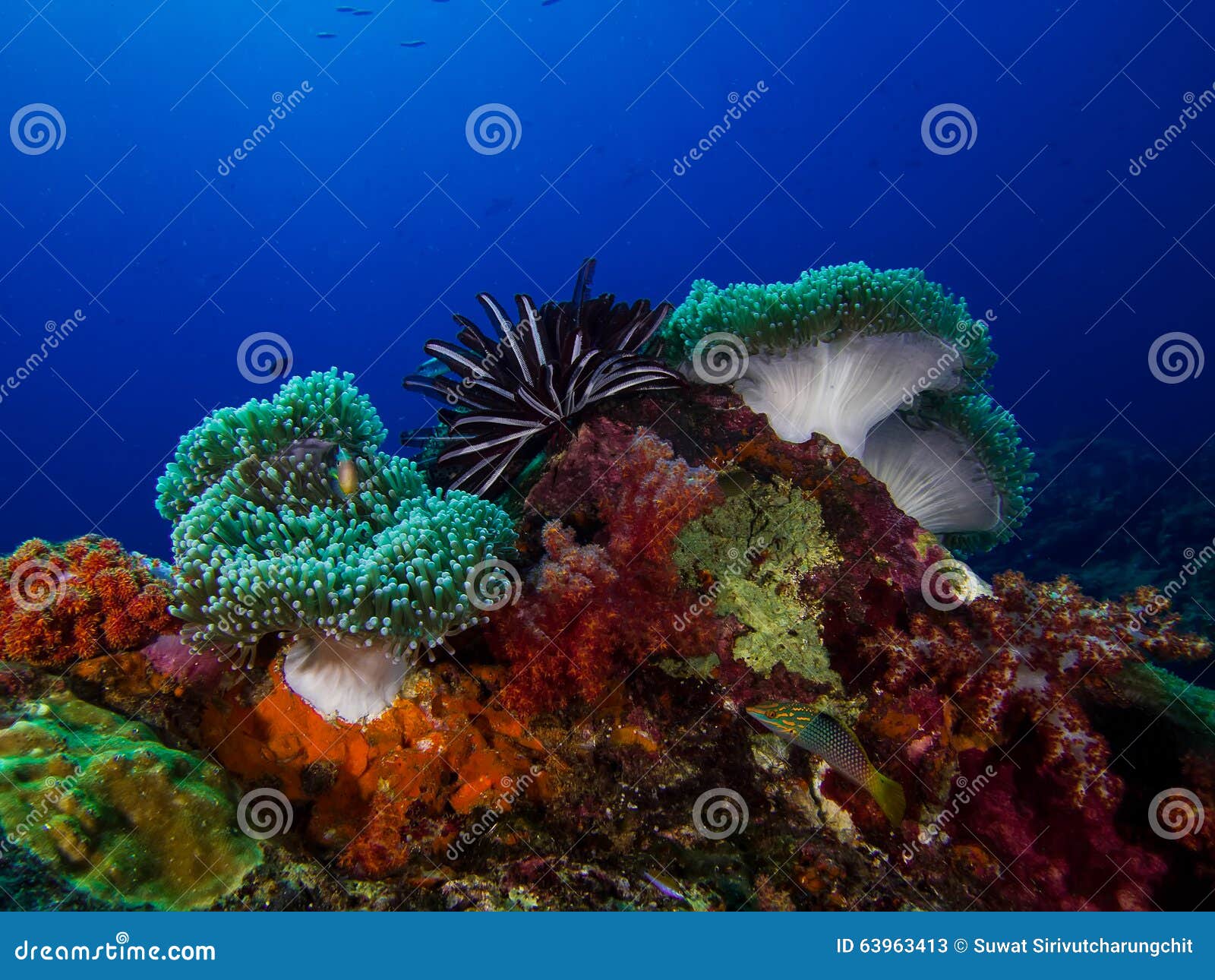 Underwater Scape of Coral Reef Stock Image - Image of seascape, reef ...