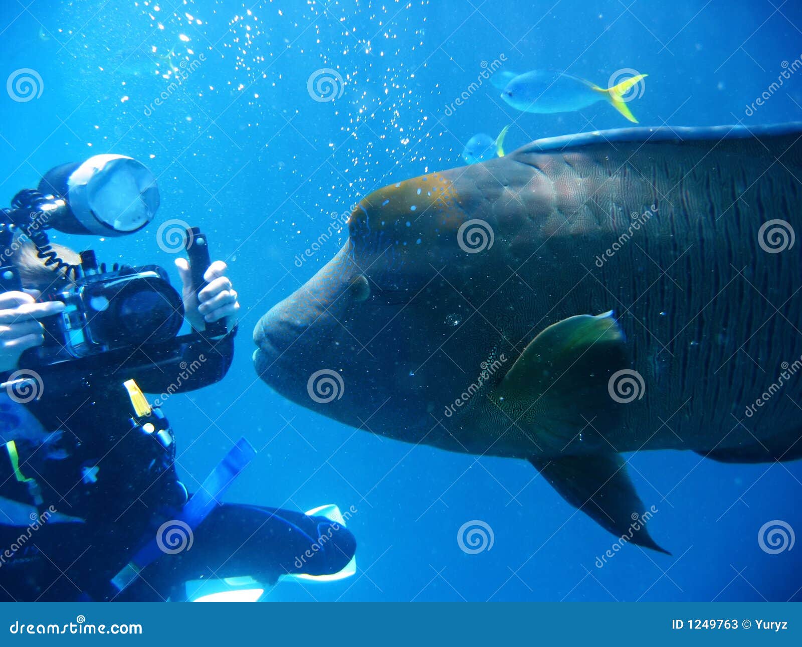 Underwater scene stock image. Image of diving, stream - 1249763