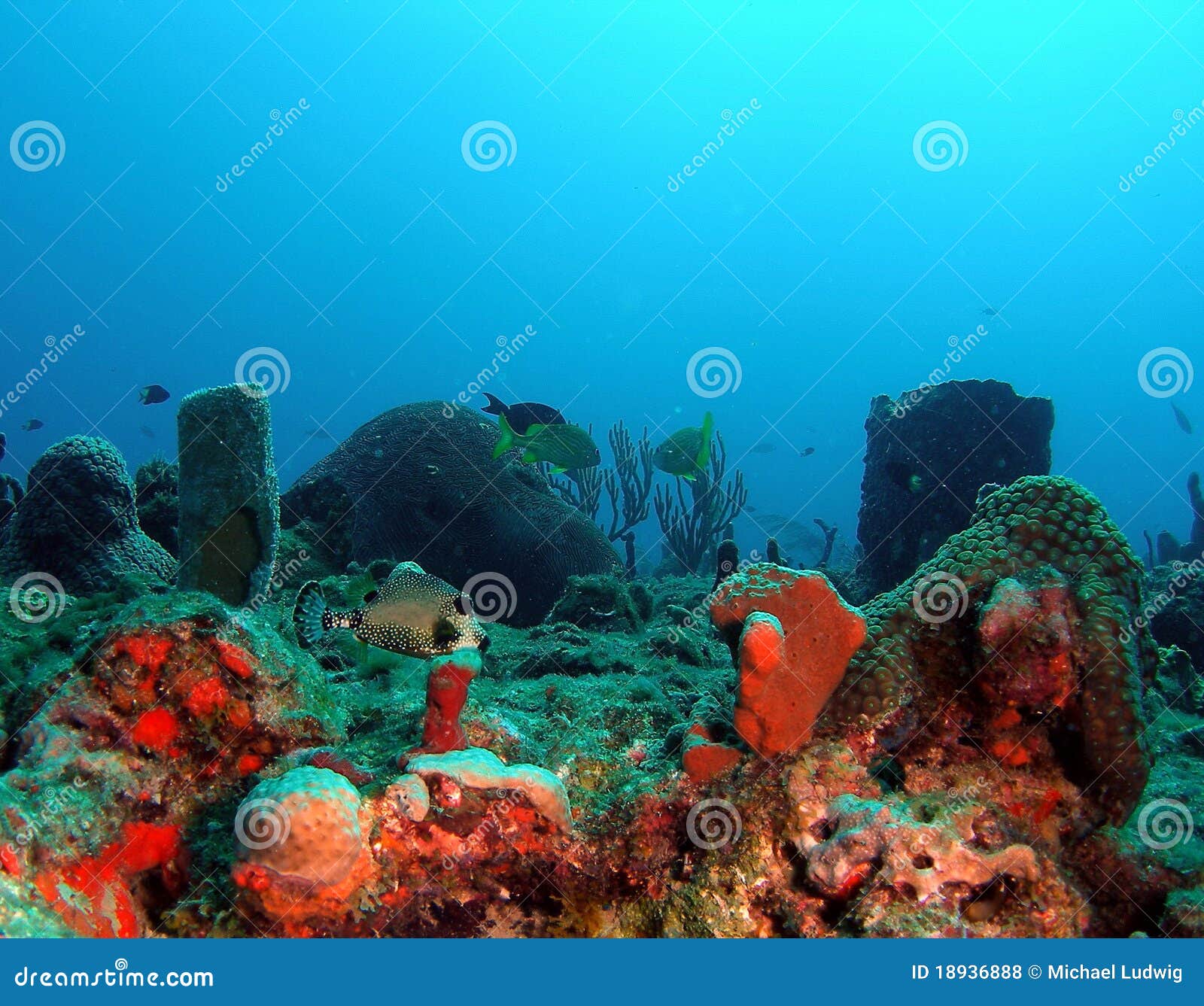 Underwater Scene. / Underwater Photography Of Fish Being Swimming And ...