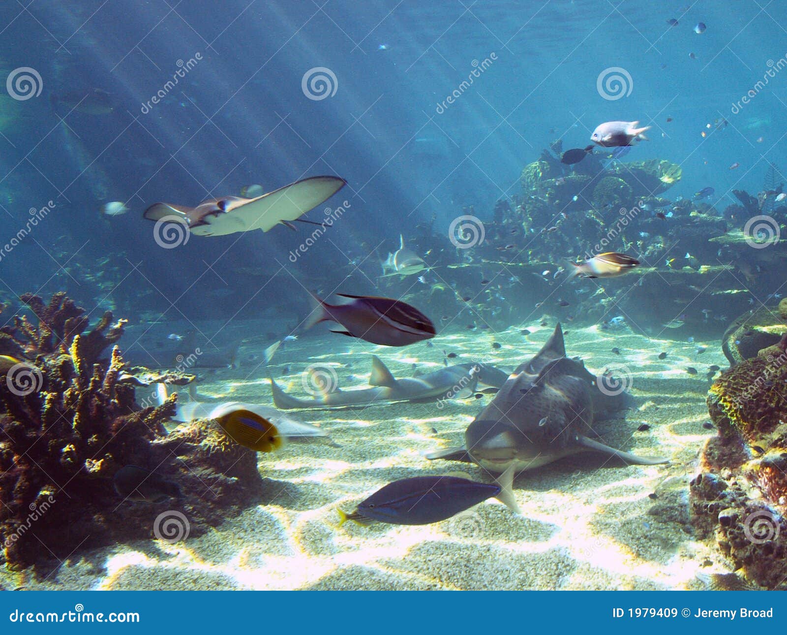 Underwater Scene. / Underwater Photography Of Fish Being Swimming And ...