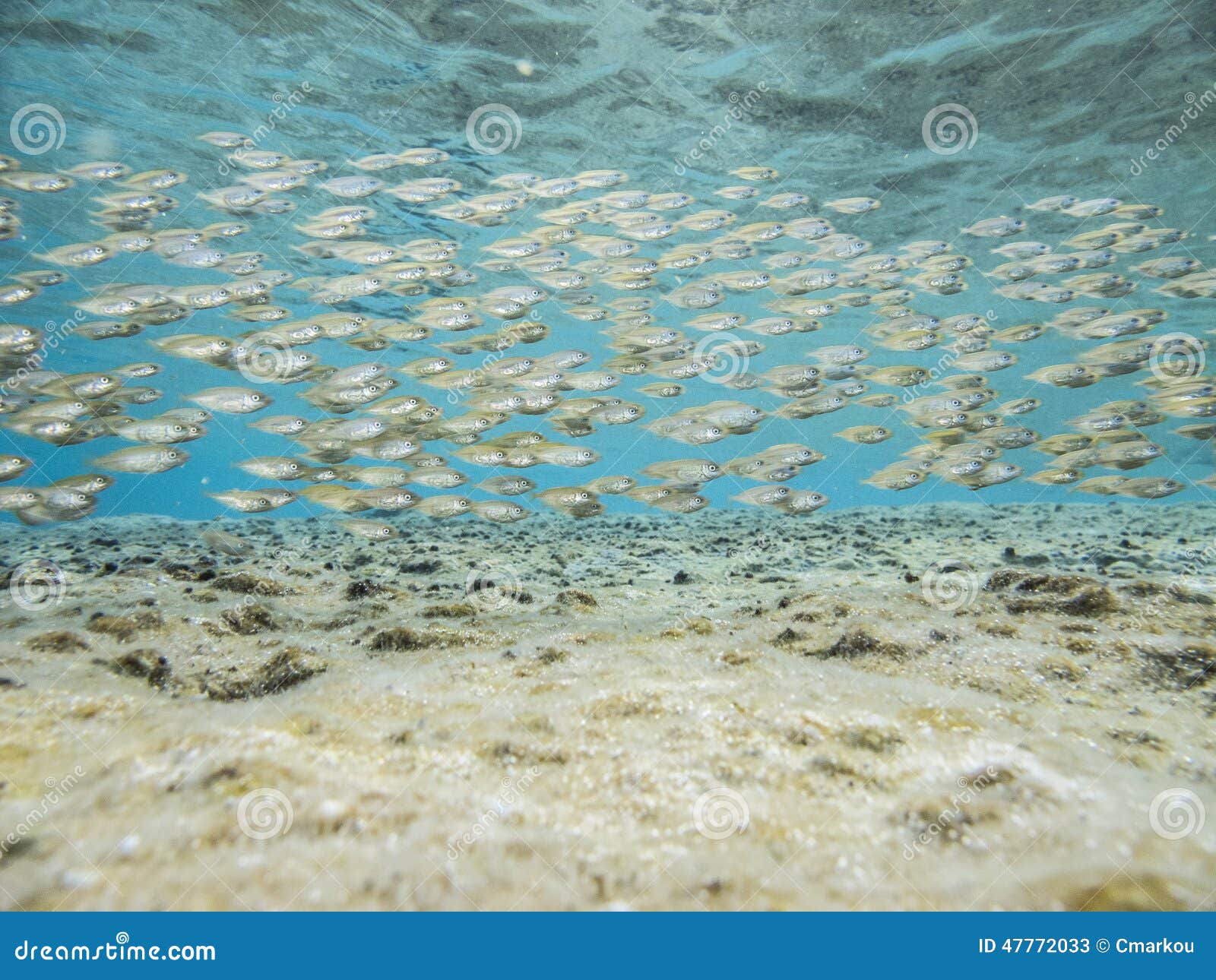 Underwater Scene. / Underwater Photography Of Fish Being Swimming And ...