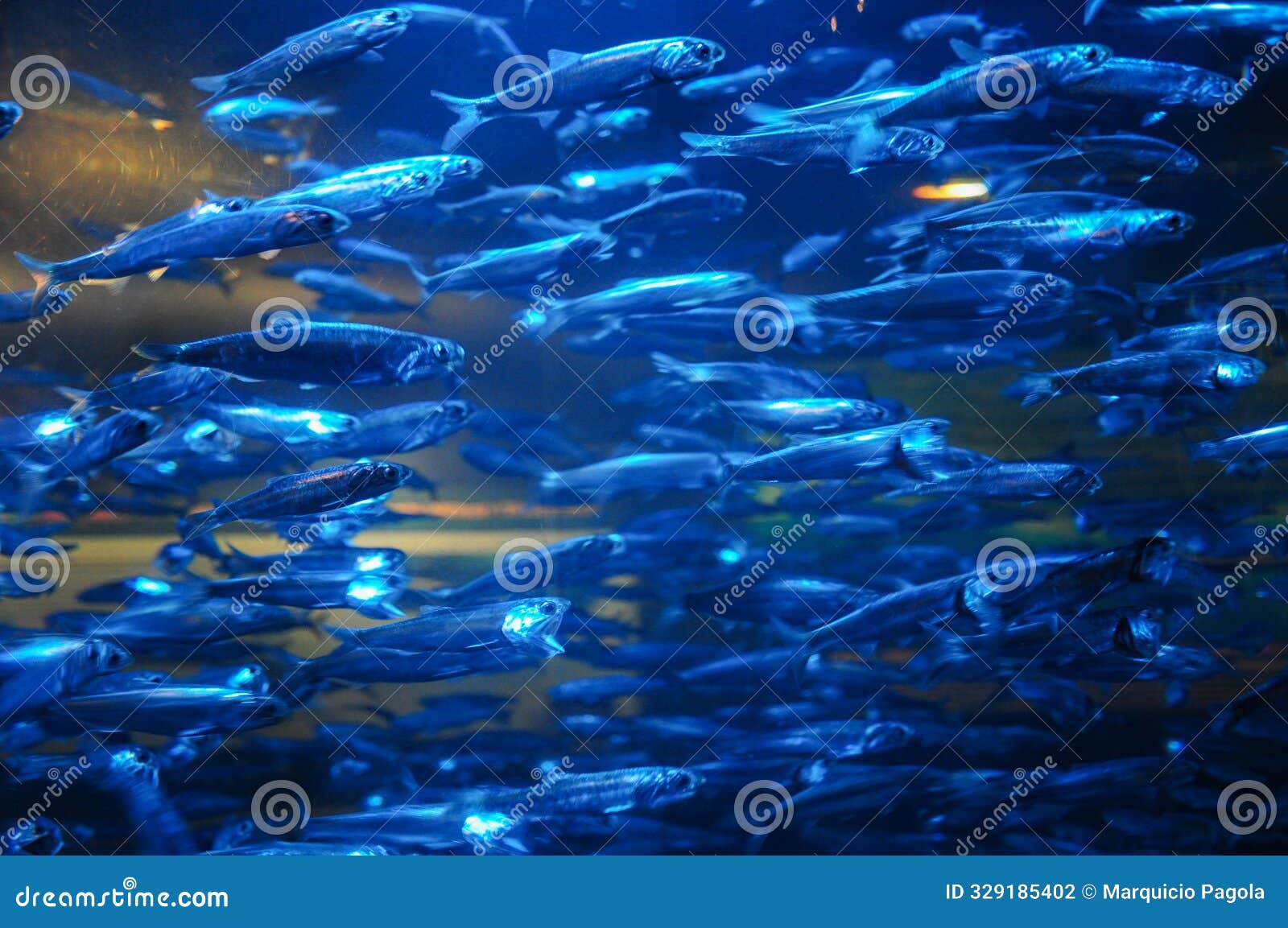 Underwater Scene of a Large School of Fish Swimming in the Deep Blue ...