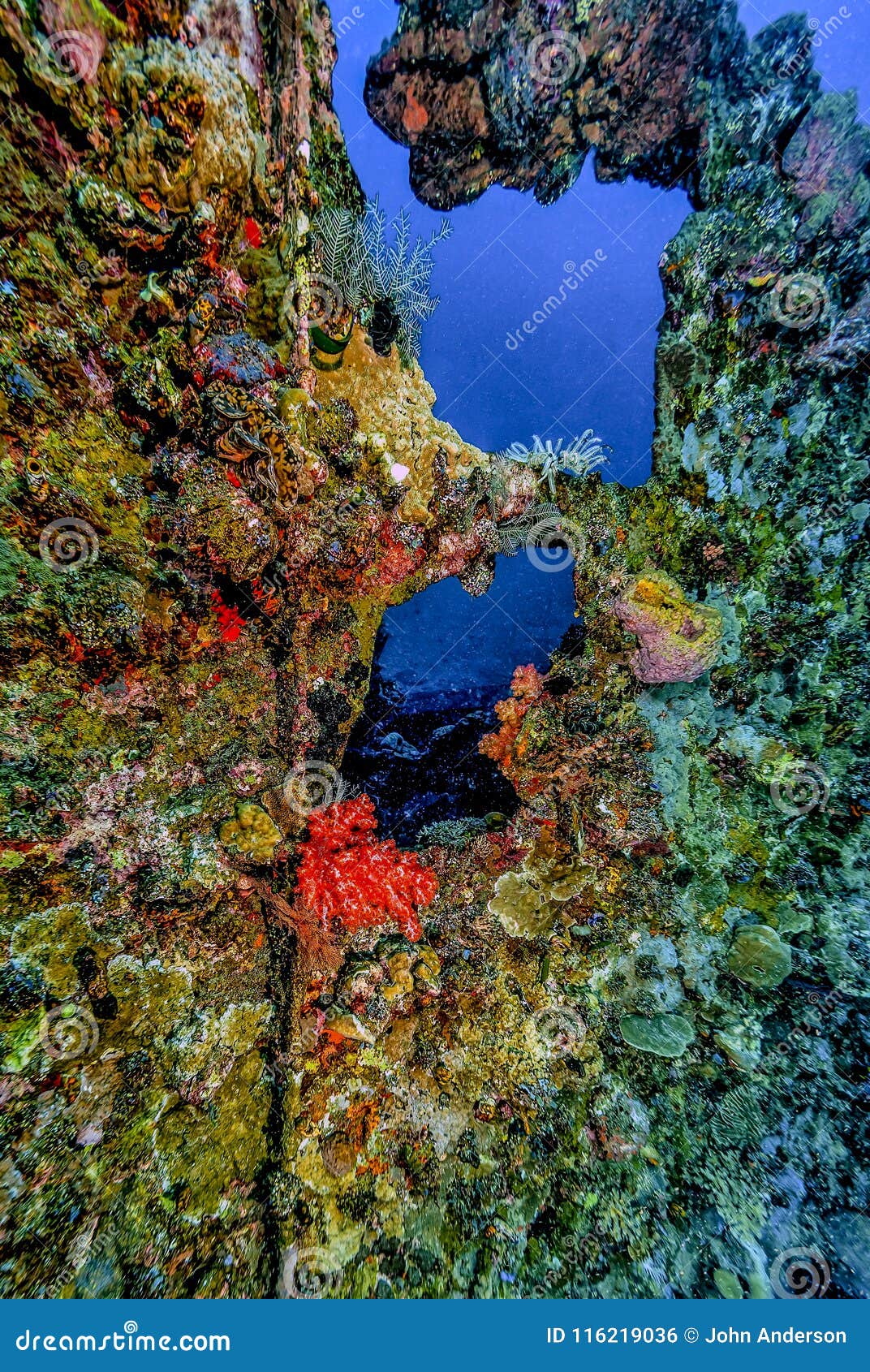 Coral Reef Off Coast of Bali Stock Photo - Image of pacific, marine ...
