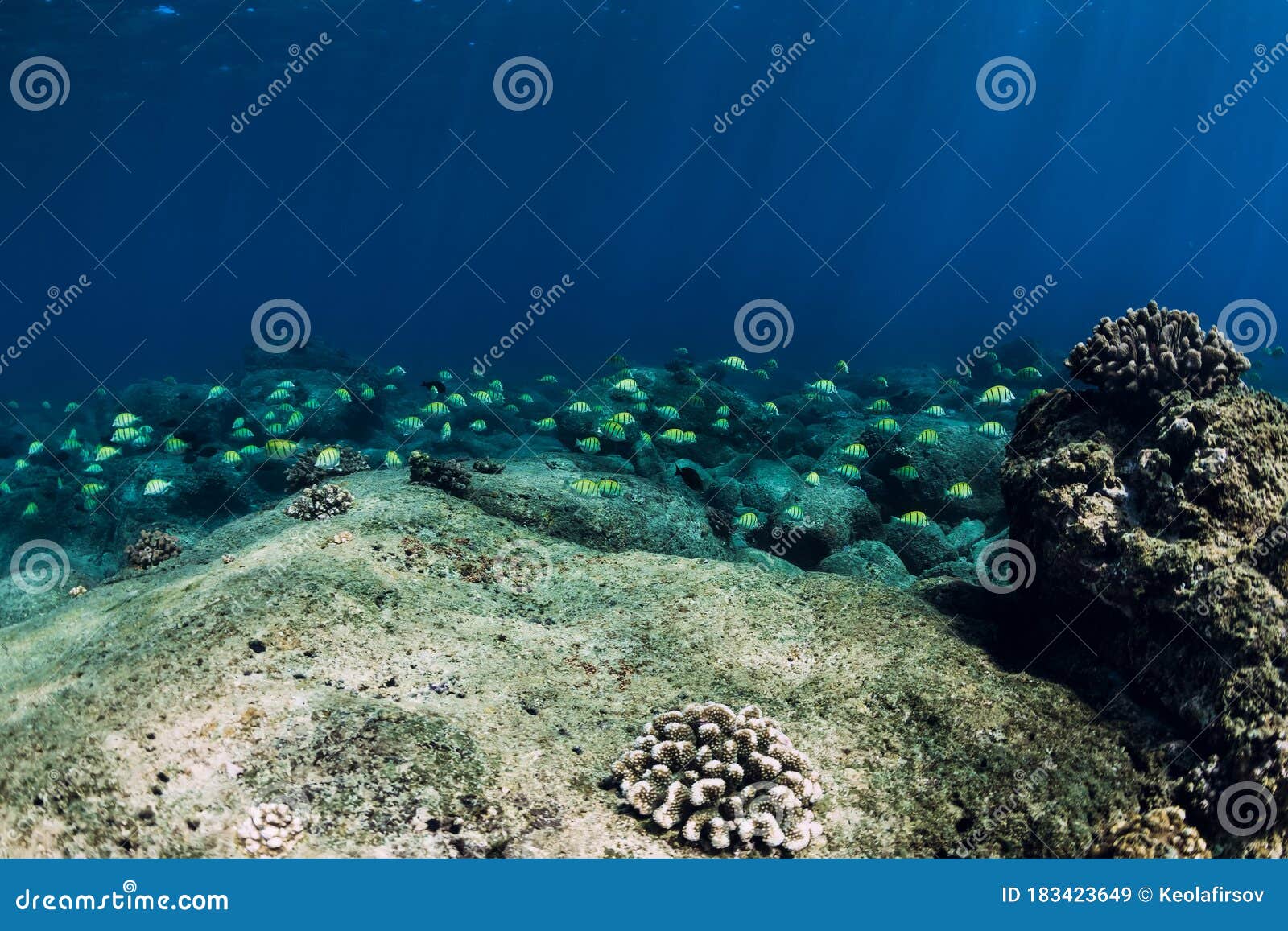 Underwater Scene with Stones, Corals and Fish in Deep Sea Stock Image ...