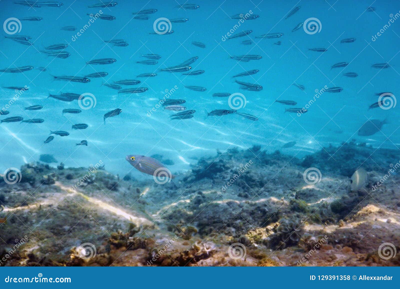 Underwater Scene Sunlight, Fish Underwater Life. Stock Photo - Image of ...