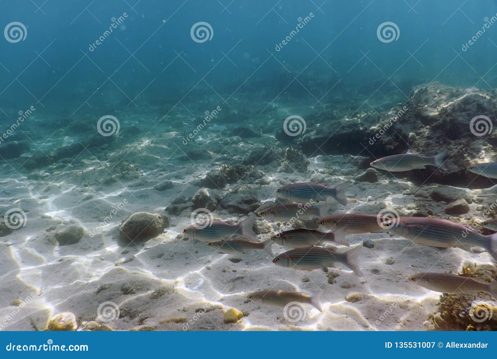 Underwater Scene Sunlight, Fish Underwater Life Stock Image - Image of ...