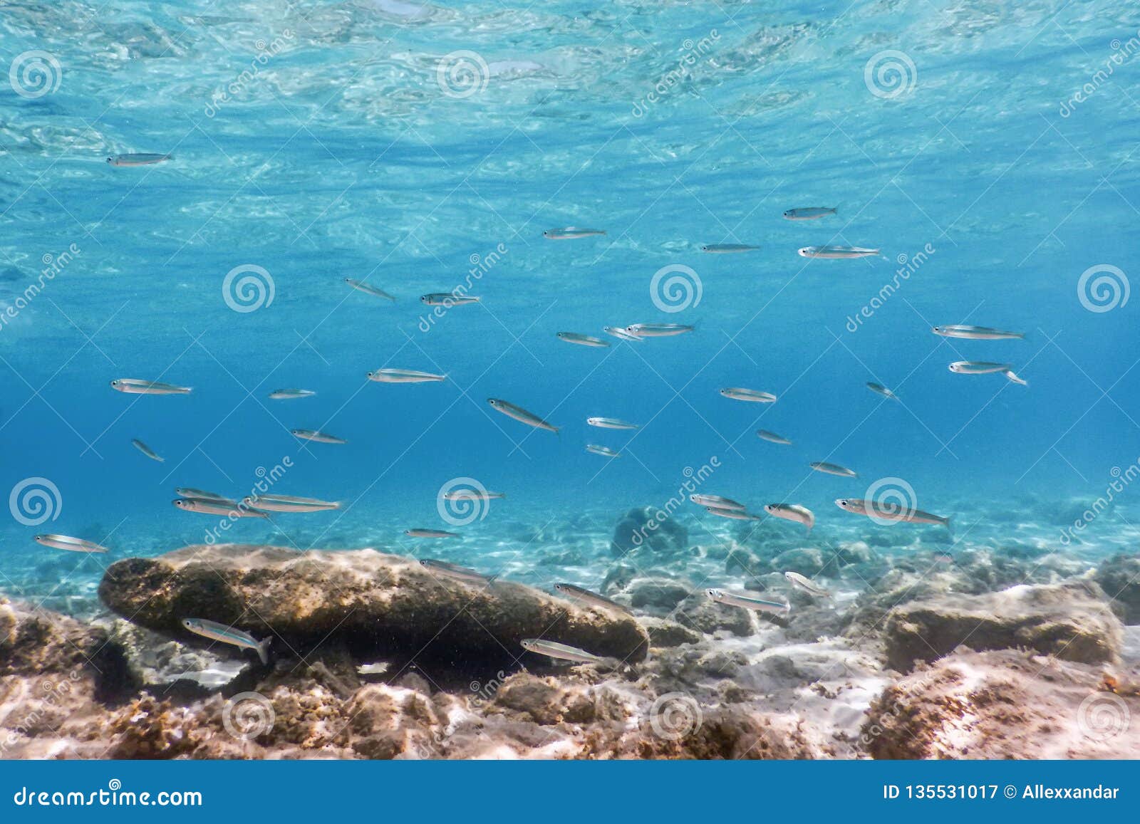 Underwater Scene Sunlight, Fish Underwater Life Stock Image - Image of ...