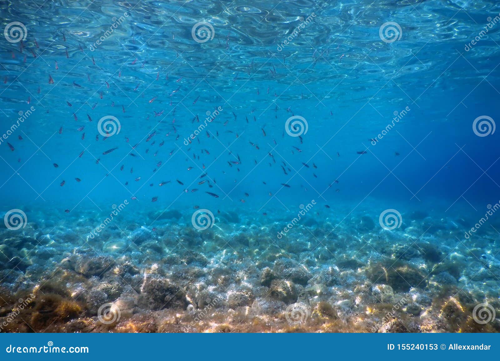 Underwater Scene Sunlight, Fish Underwater Life Stock Image - Image of ...