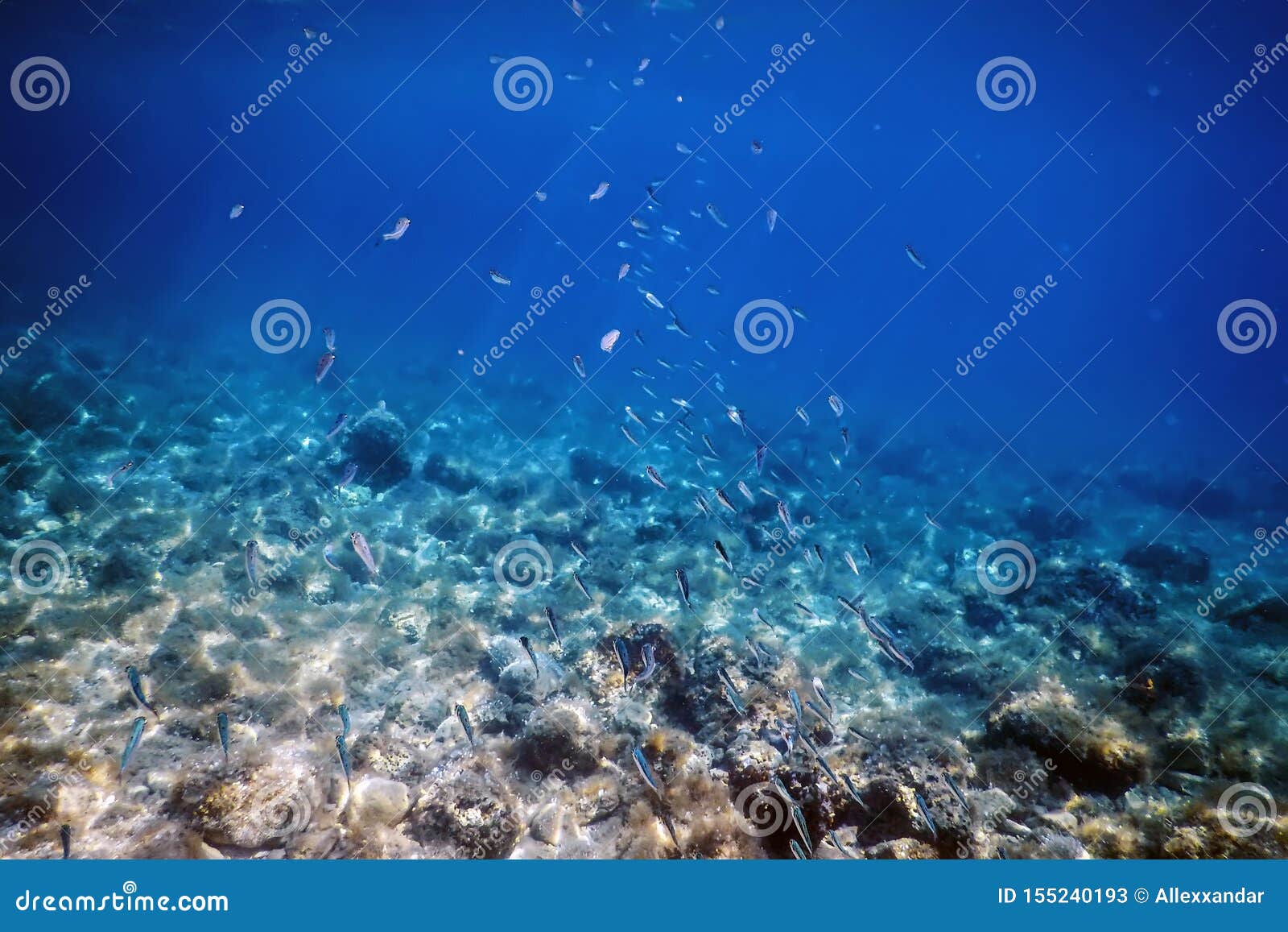 Underwater Scene Sunlight, Fish Underwater Life Stock Image - Image of ...