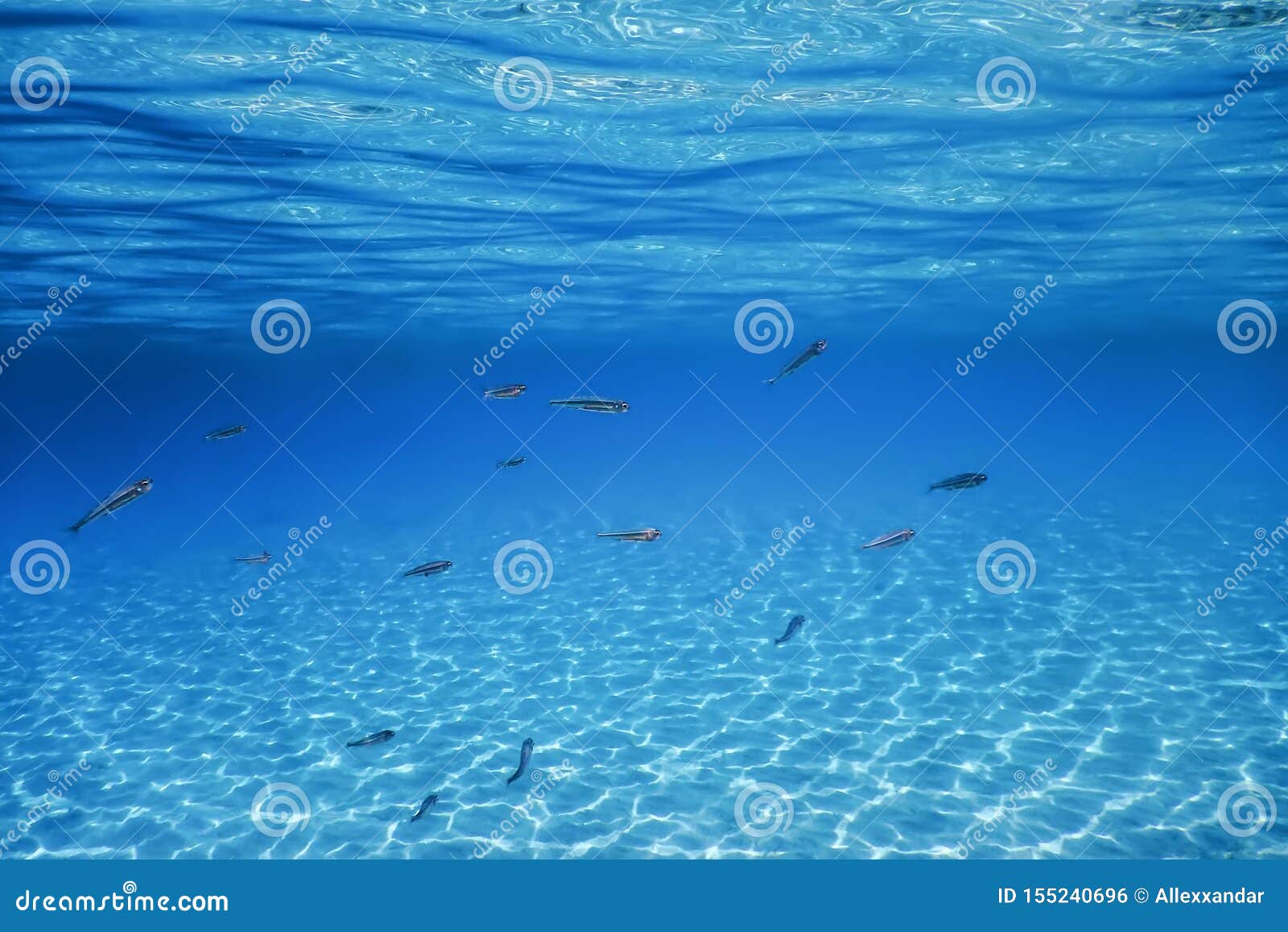 Underwater Scene Sunlight, Fish Underwater Life Stock Photo - Image of ...