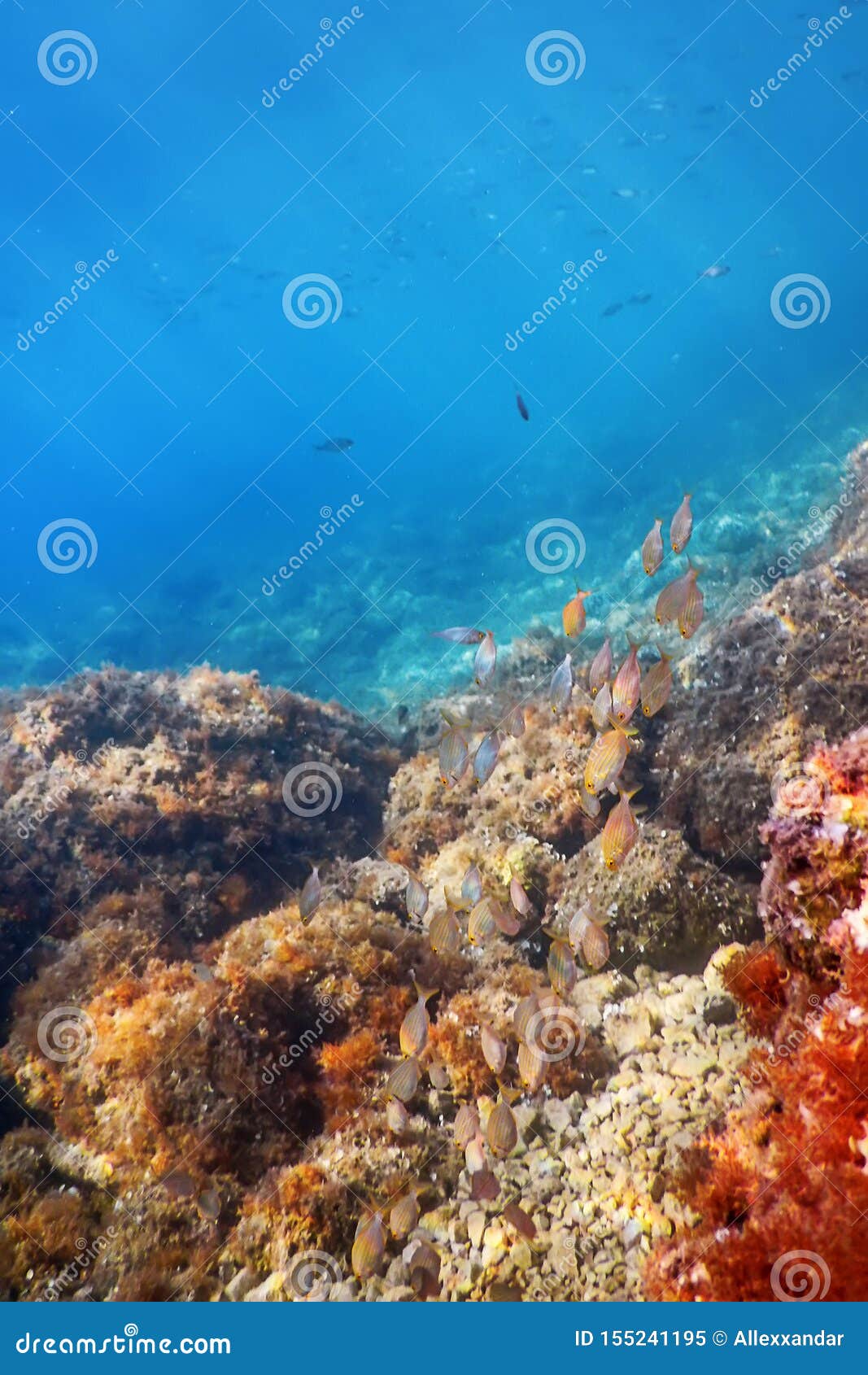Underwater Scene Sunlight, Fish Underwater Life Stock Image - Image of ...