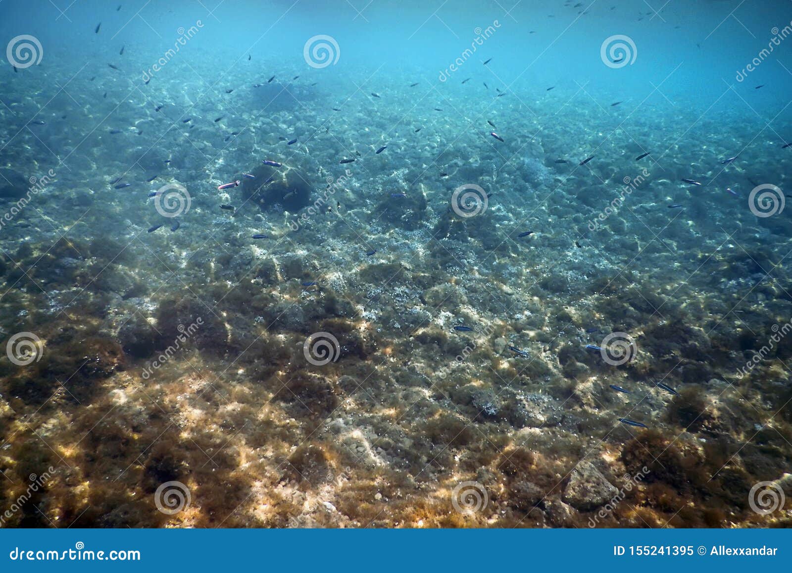 Underwater Scene Sunlight, Fish Underwater Life Stock Image - Image of ...