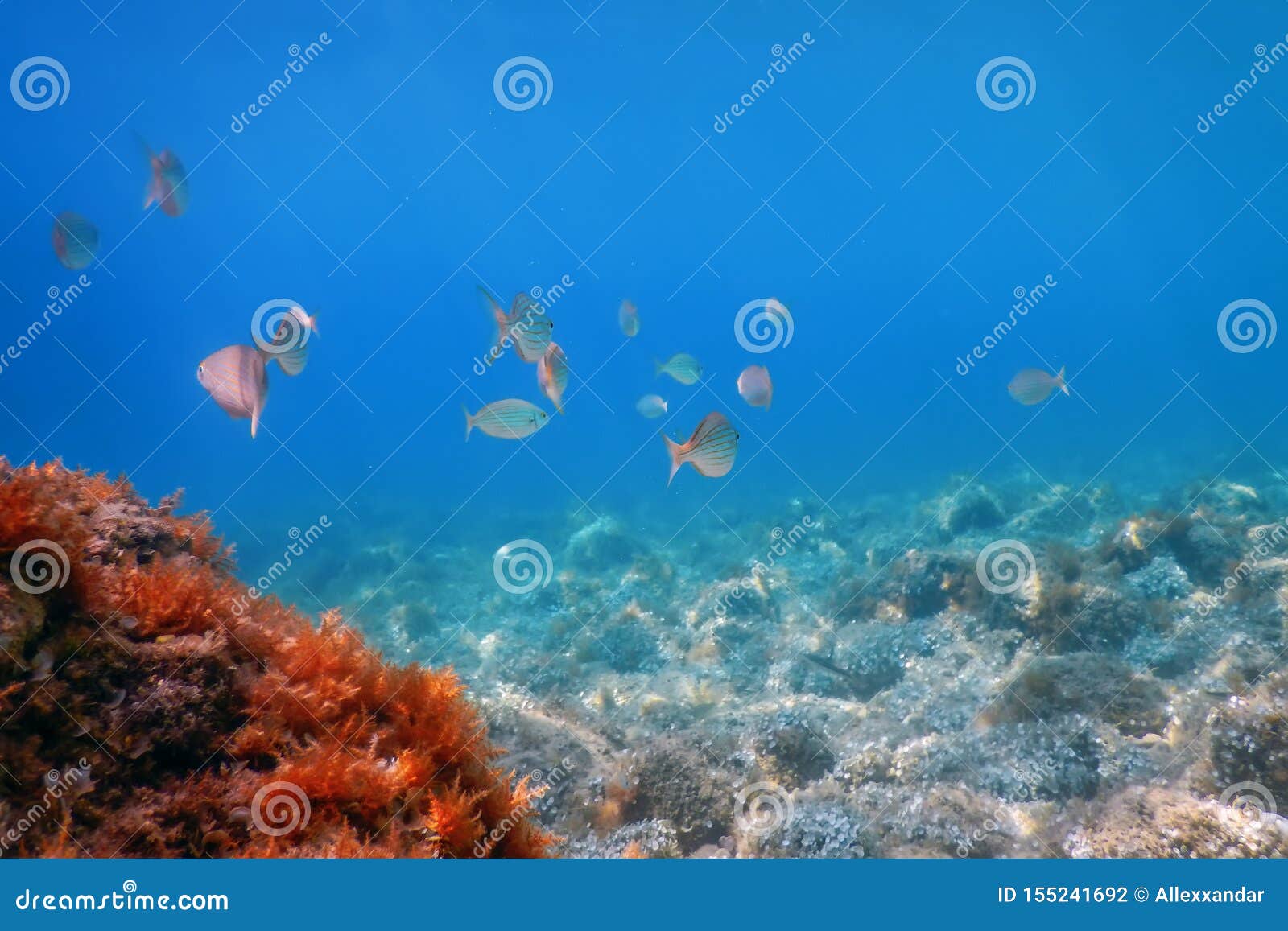 Underwater Scene Sunlight, Fish Underwater Life Stock Photo - Image of ...