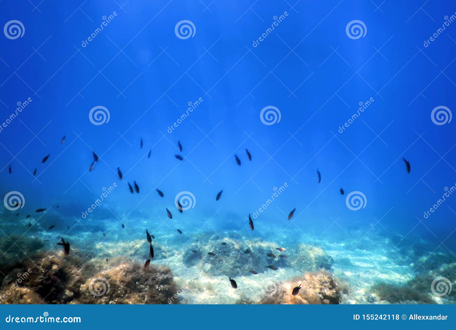 Underwater Scene Sunlight, Fish Underwater Life Stock Photo - Image of ...