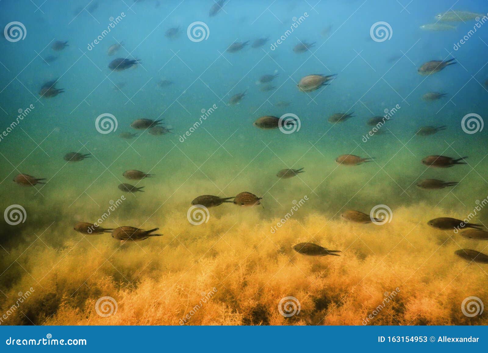 Underwater Scene Sunlight, Fish Underwater Life Stock Image - Image of ...