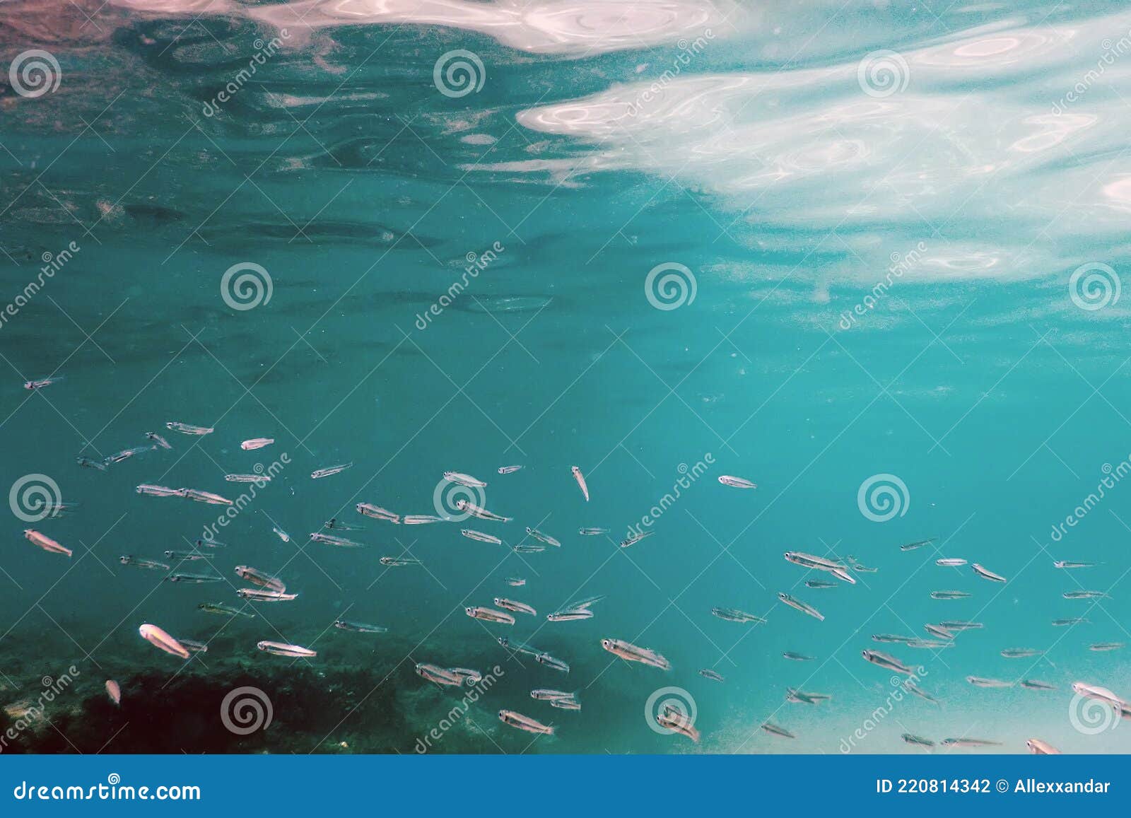 Underwater Scene Sunlight, Fish Underwater Life Stock Photo - Image of ...